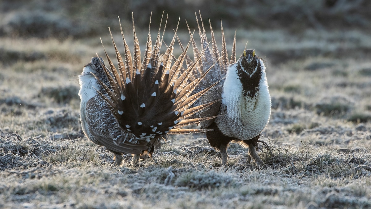 Greater sage grouse | National Geographic