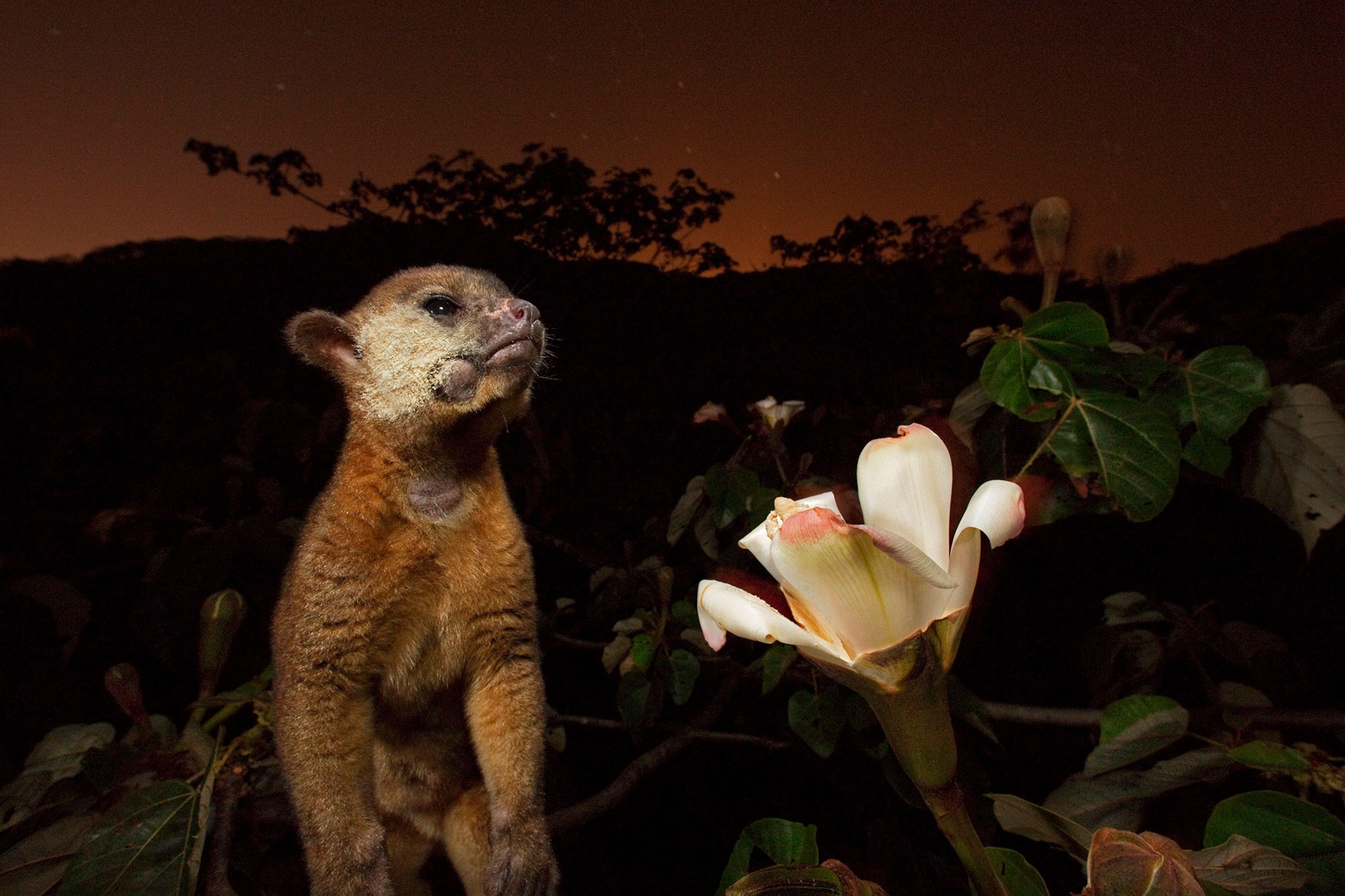 Nocturnal animals facts and information