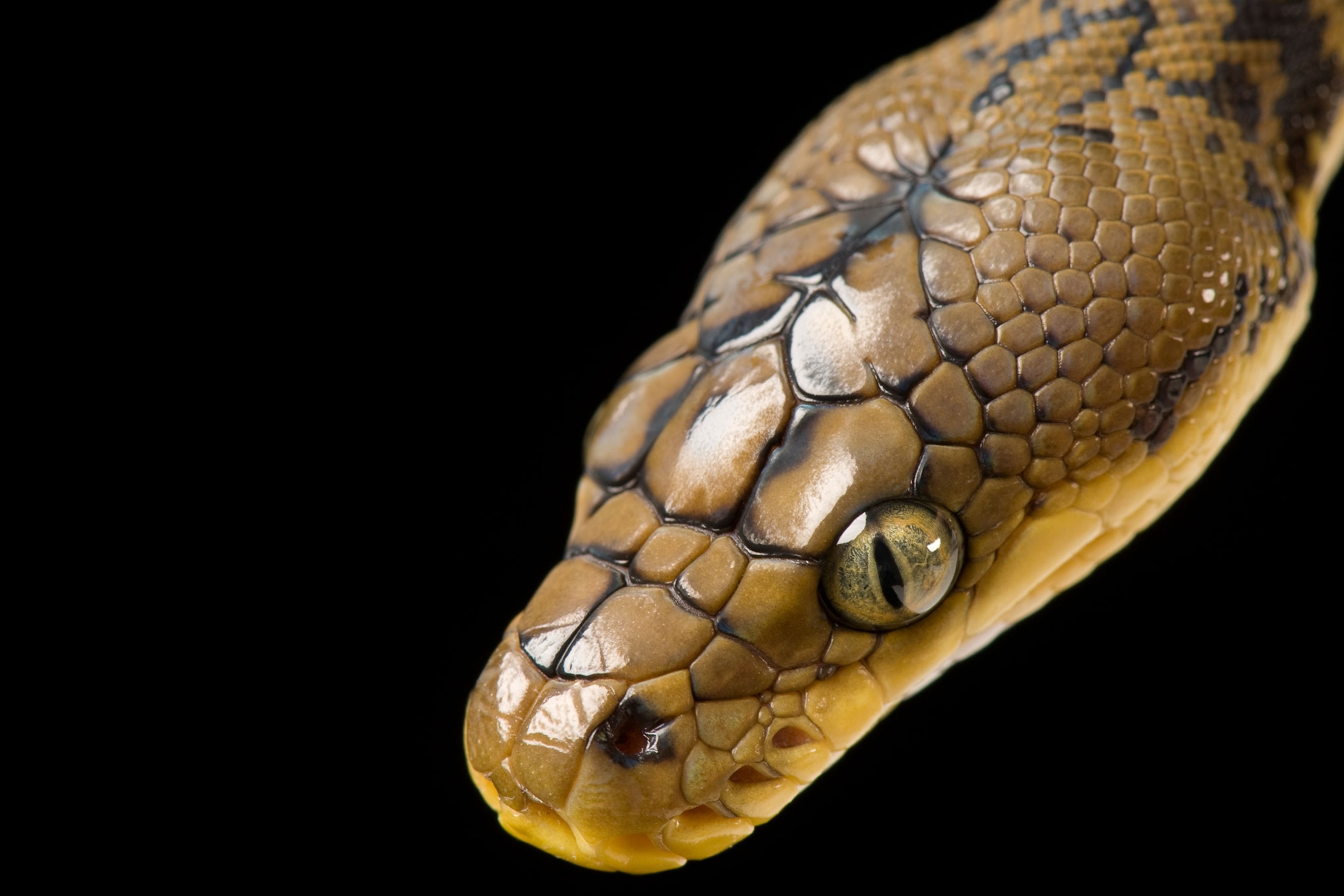 Celebrate World Snake Day With These Stunning Snaps of Serpents