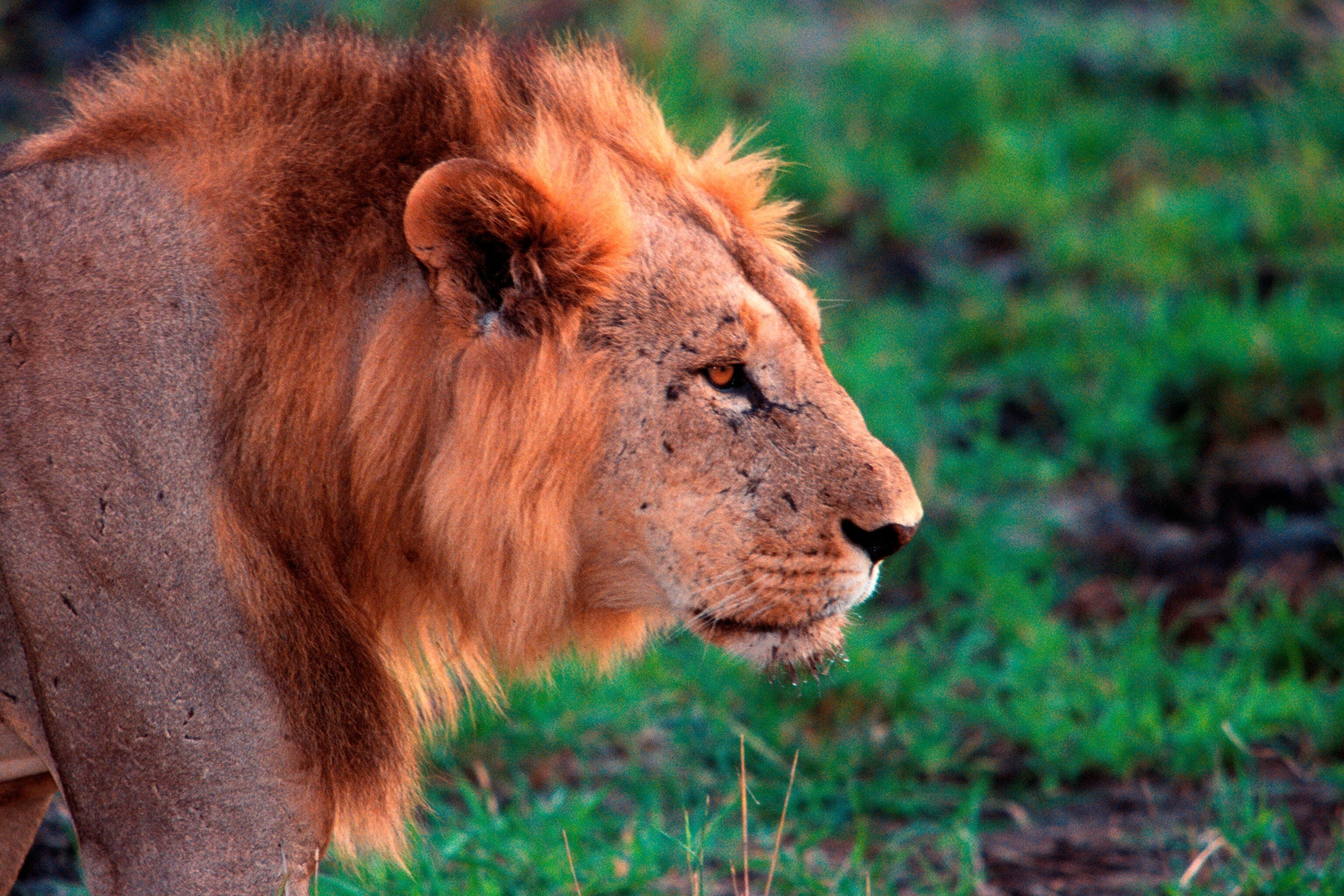 Why Man-Eating Lions Prey on People—New Evidence