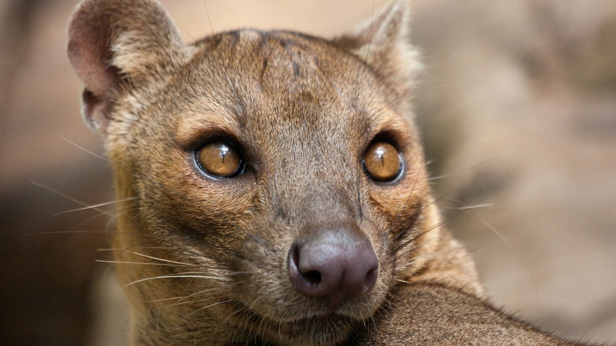 A Long-Lost Bone | National Geographic