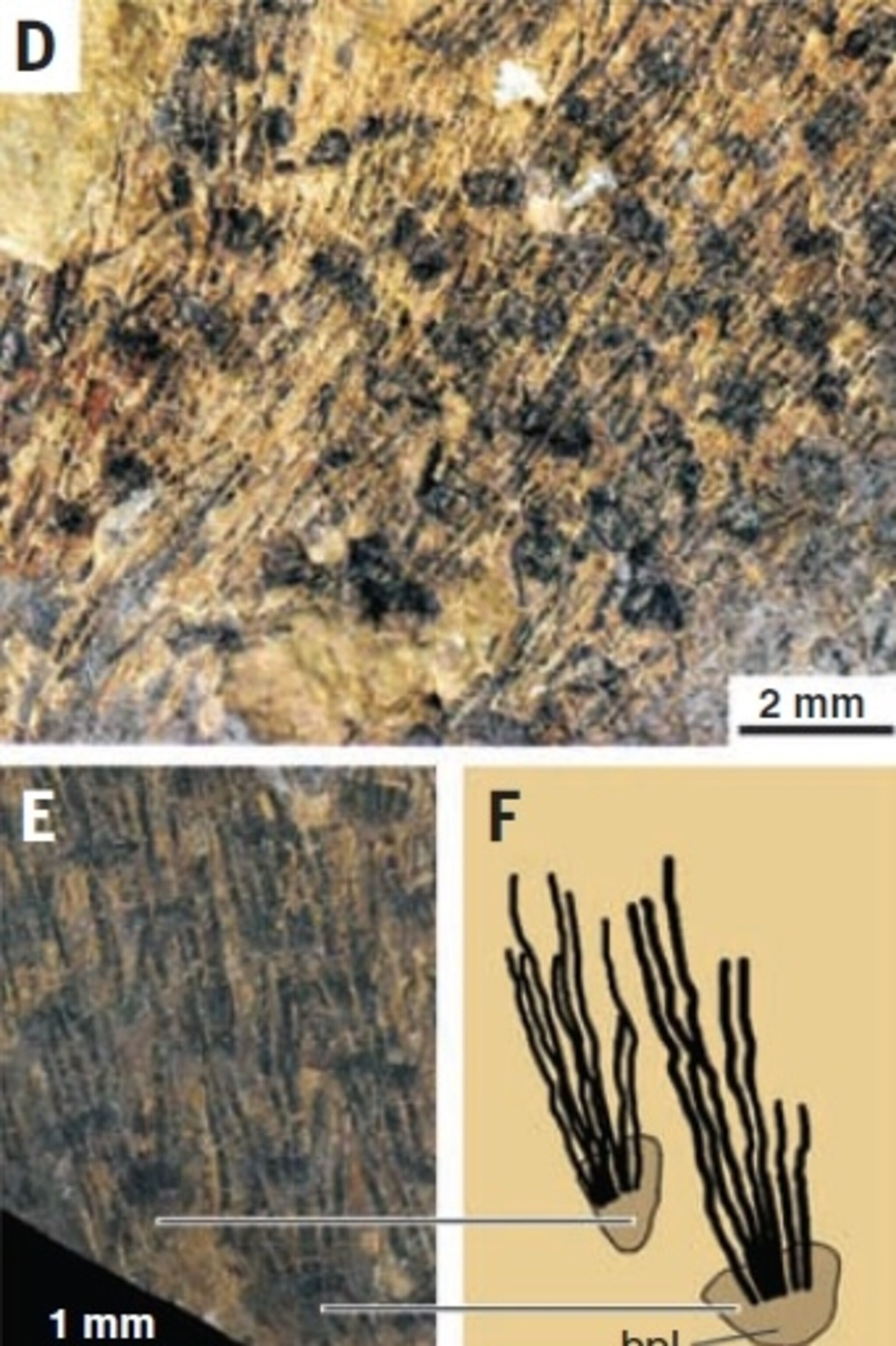 Fluffy Dinosaur Raises Questions About the Origin of Dinofuzz