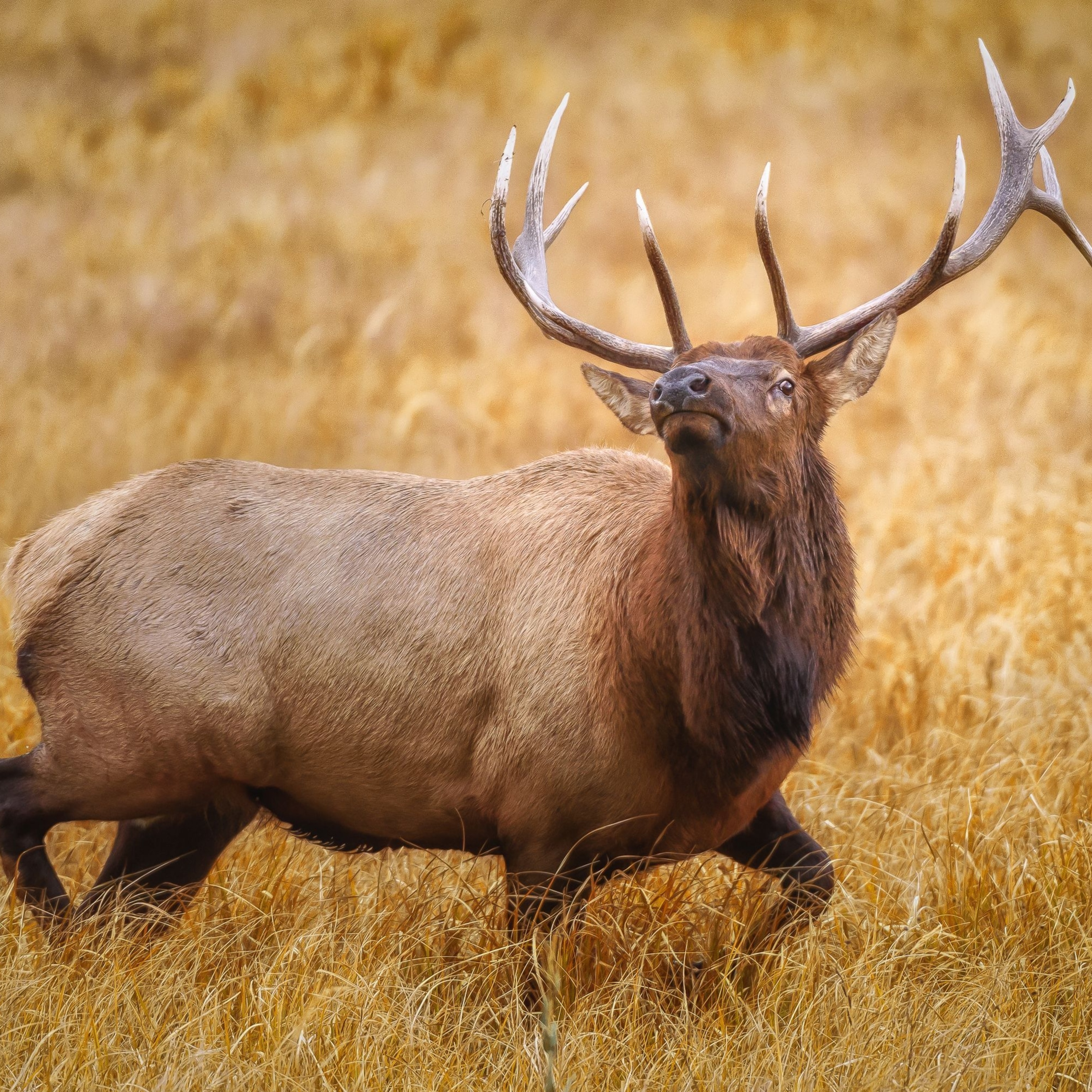 Elk Animal