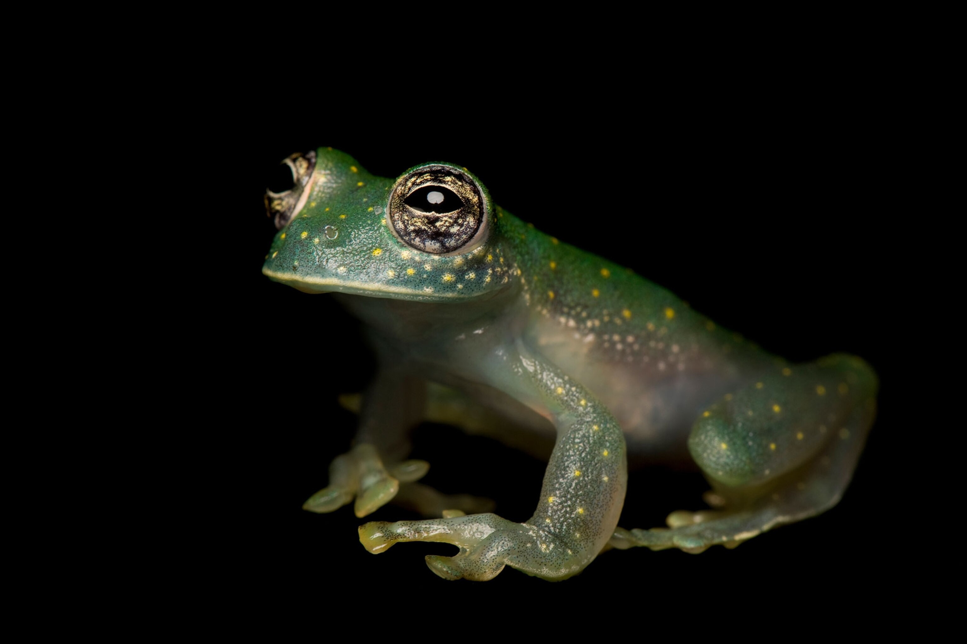 New Pinocchio frog species has a strange, pointy nose