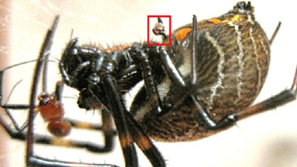 Male spider snaps off own genitals inside female to fertilise her ...