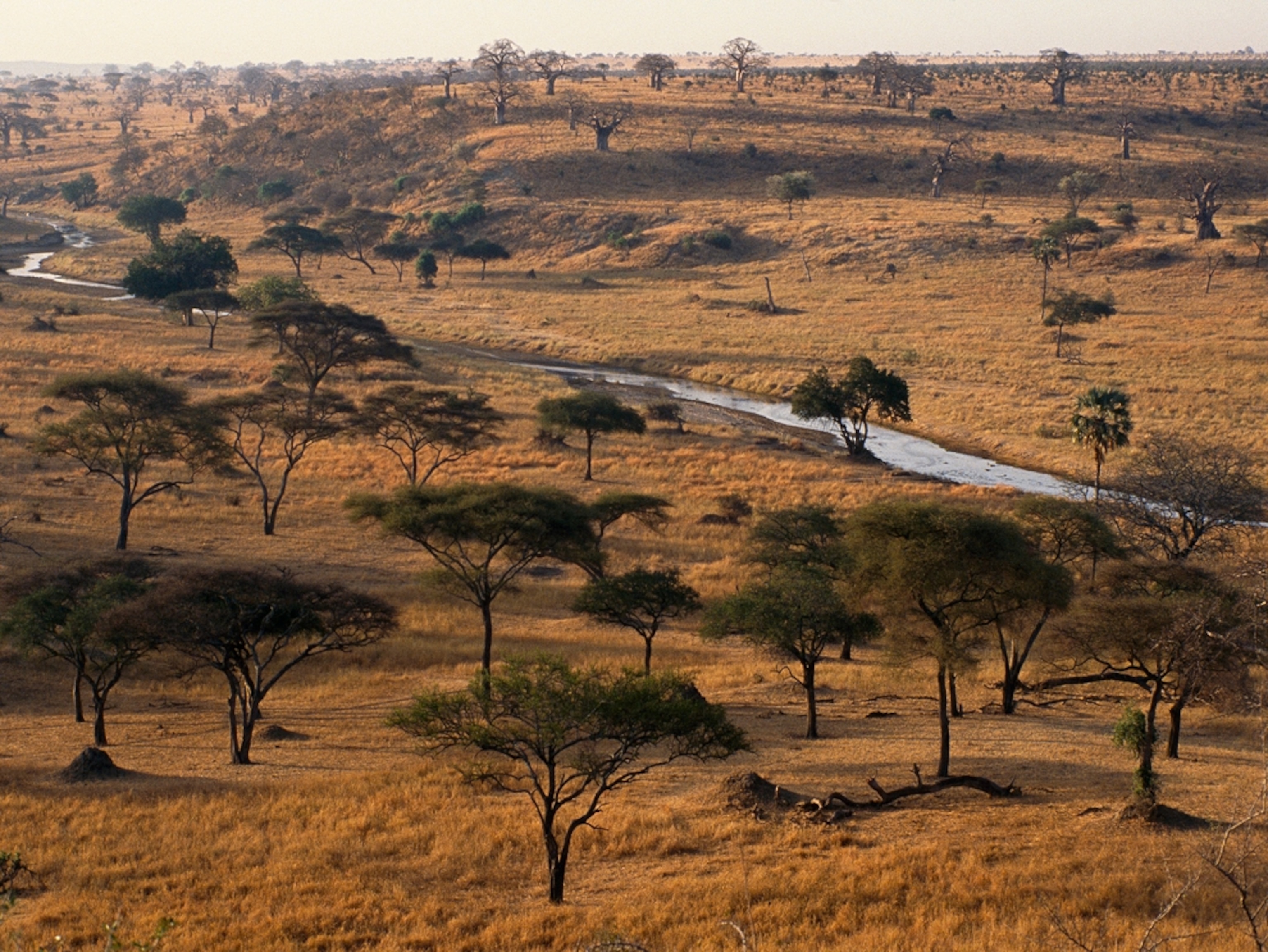 Photo Gallery: Grasslands, Prairies, and Savannas - National Geographic