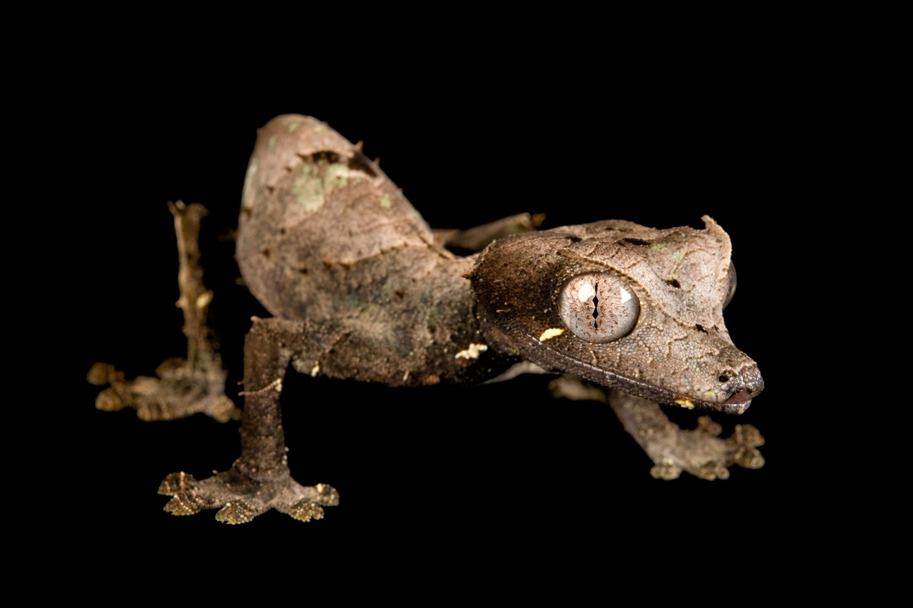 Species with the spookiest names—and how they earned them