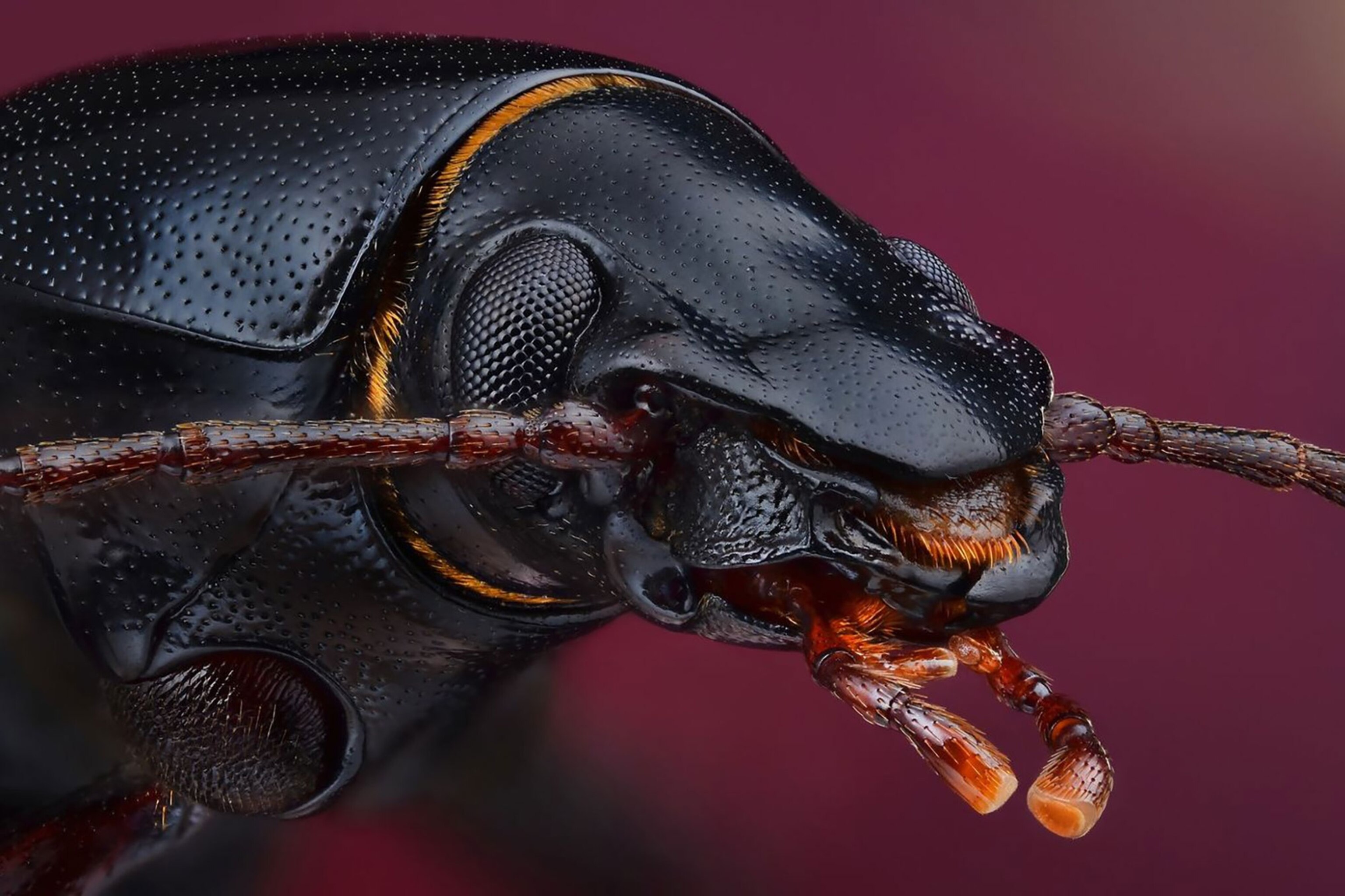 The Bug-Eyed, Colorful World of Insect Vision