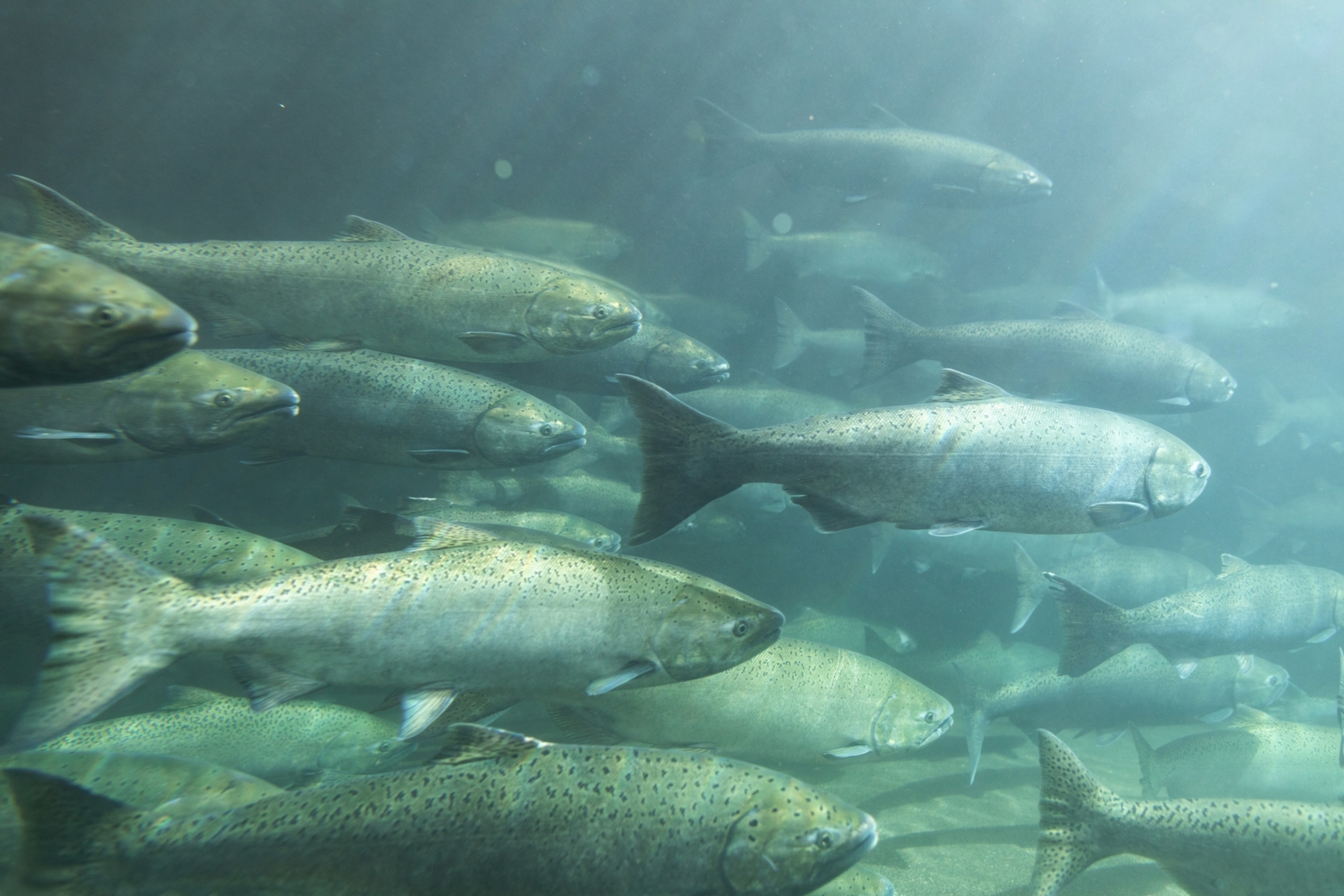 The animals that enrich my life | National Geographic