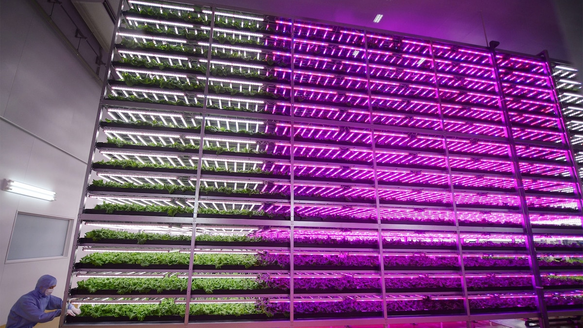 Q&A: Inside the World's Largest Indoor Farm | Nat Geo Food | National ...