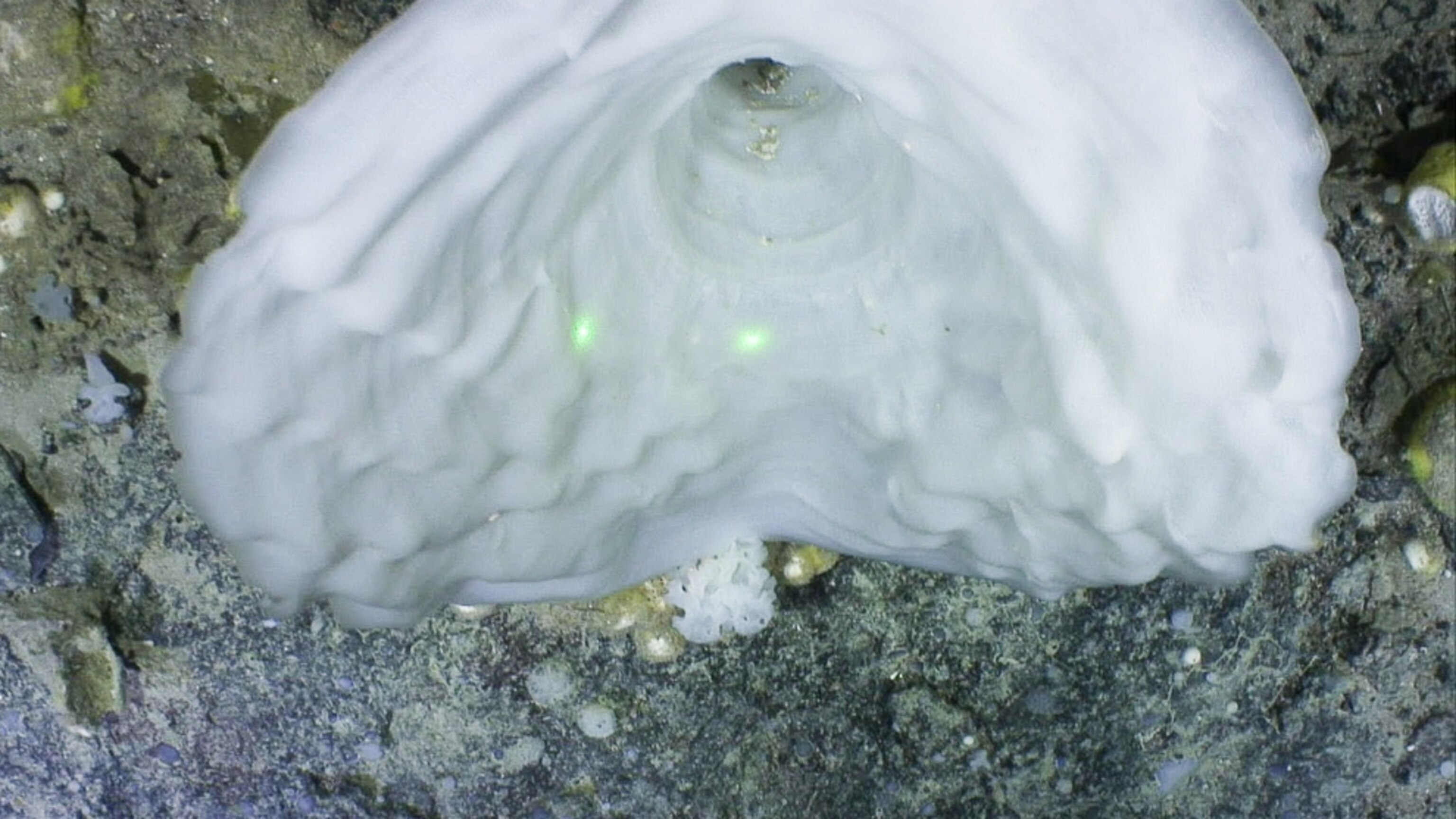Photos: "Spectacular" Deep-Sea Species Found off Canada