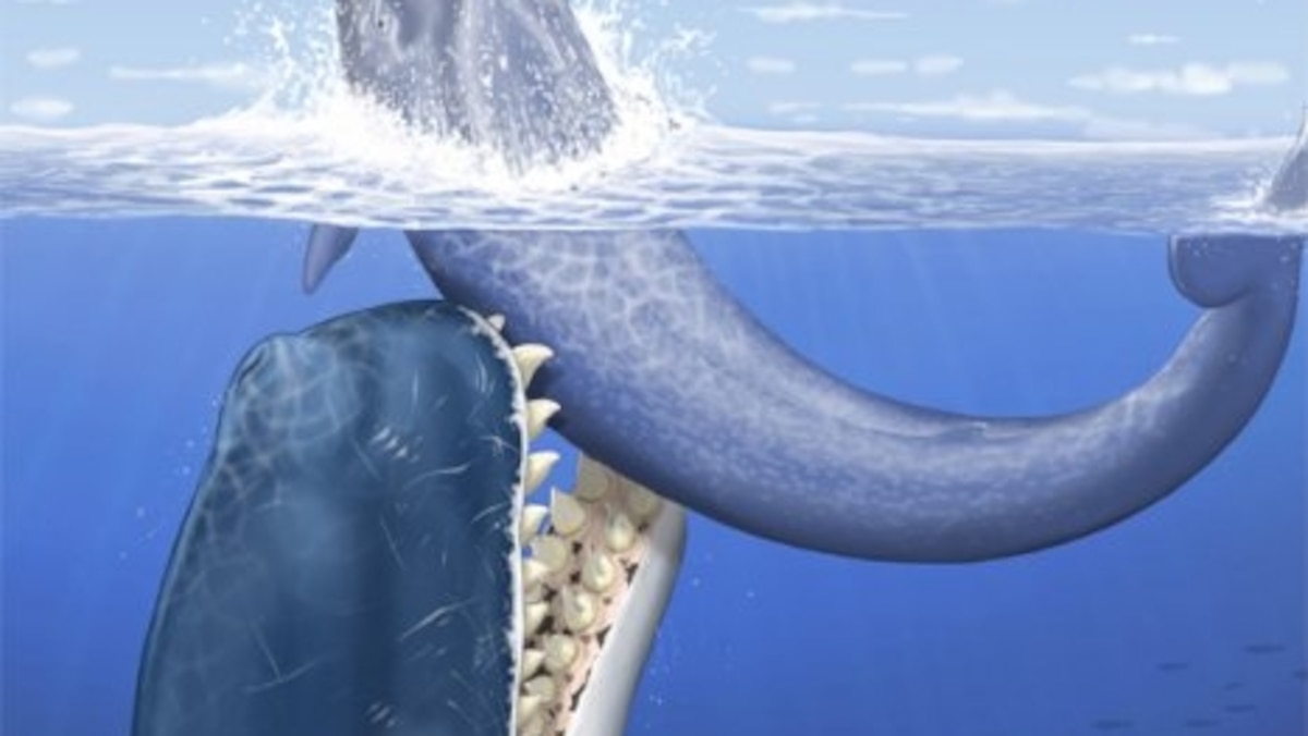 Behold Livyatan: the sperm whale that killed other whales | National ...