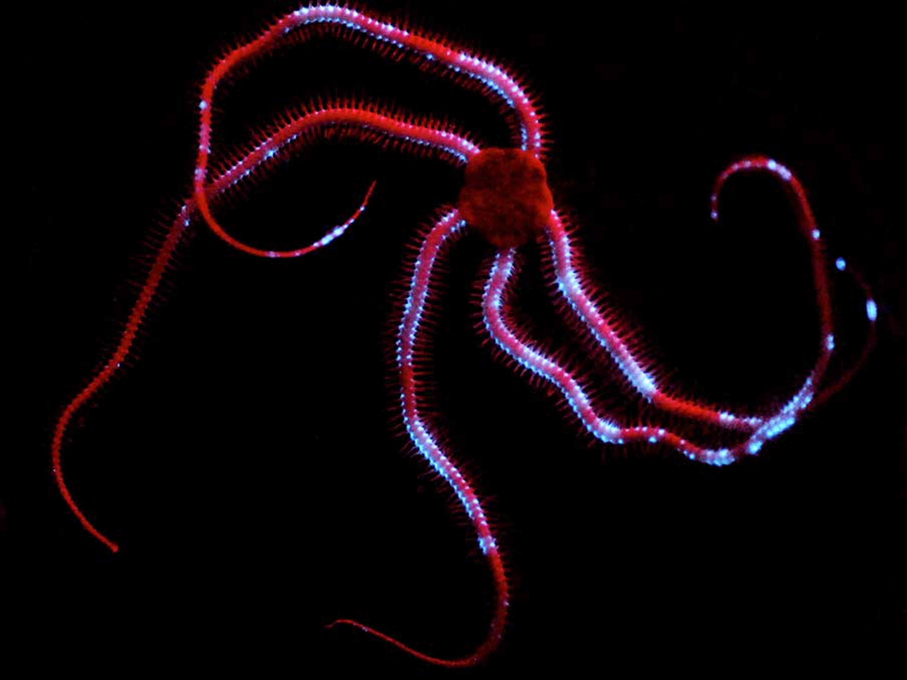 Pictures: Glowing Deep-Sea Creatures Found in Caribbean