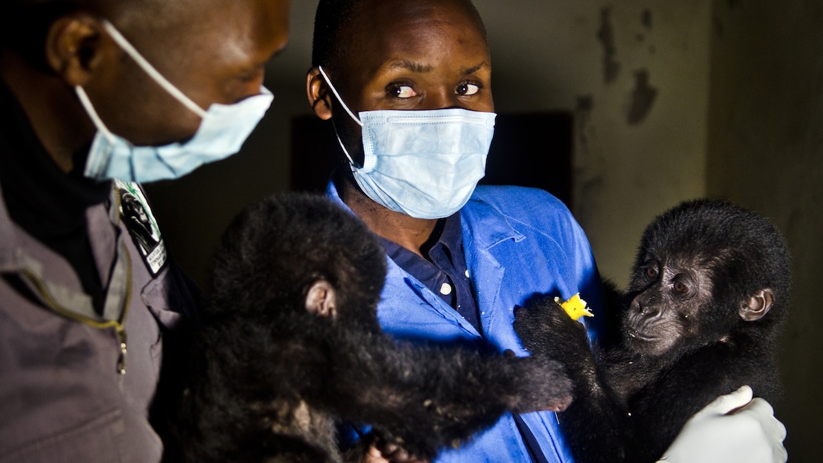 Pictures: Orphan Baby Gorillas Rescued From Poachers | National Geographic