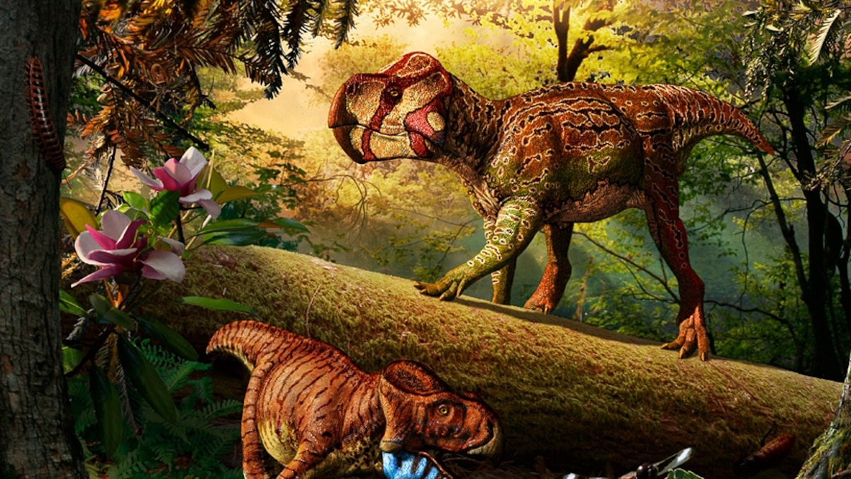 New Horned Dinosaurs Found—Among Littlest Known | National Geographic
