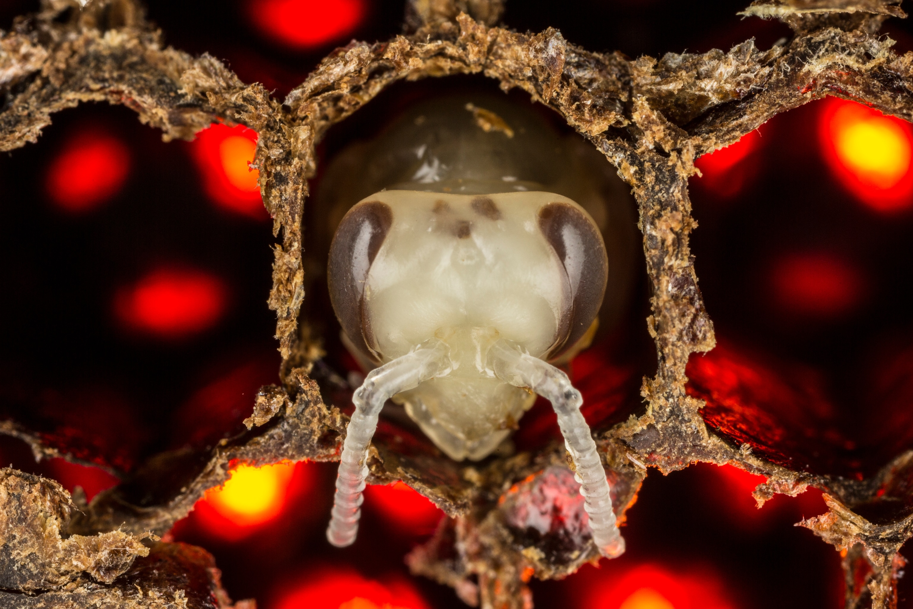 Anand Varma’s innovative photography reveals nature’s stunning and ...