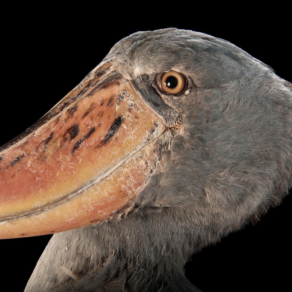 Shoebill, facts and photos