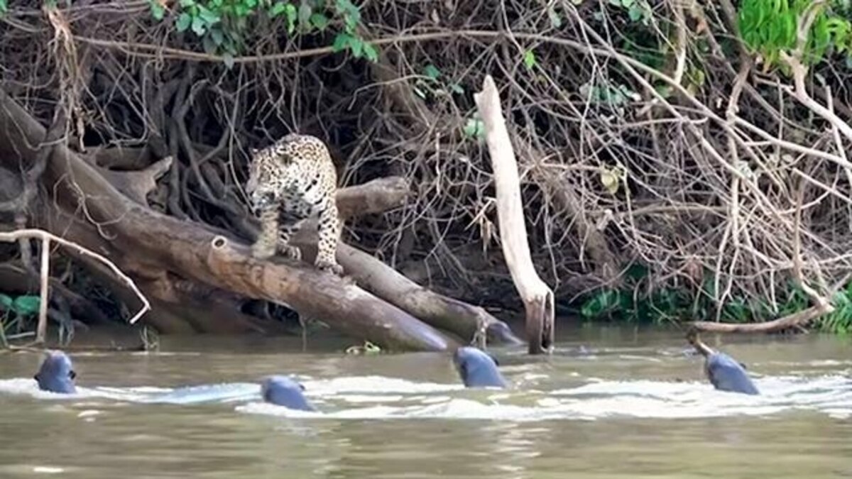 Two Hungry Jaguars Are No Match for This Plucky Otter
