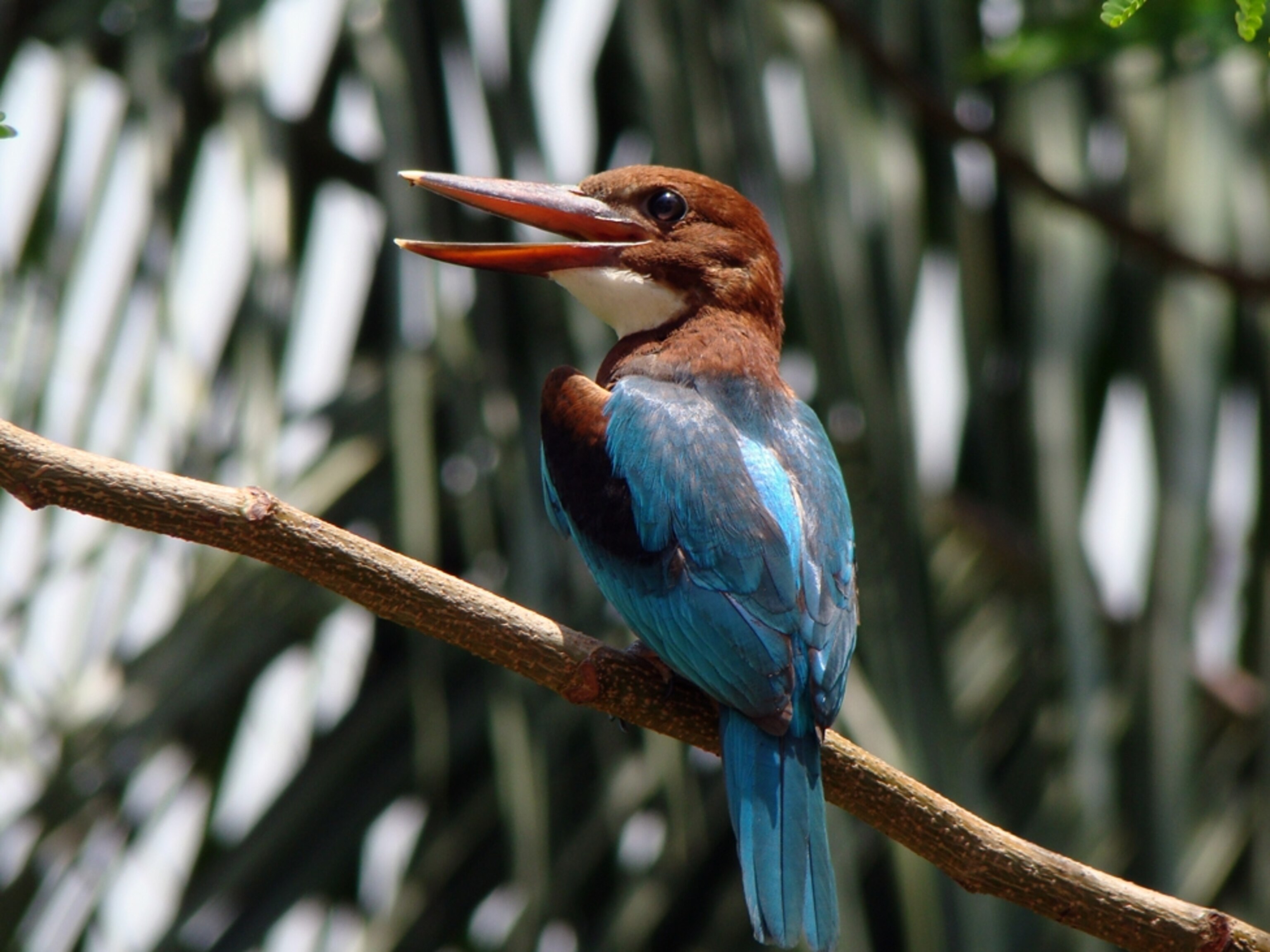 Freshwater Birds Pictures -- National Geographic