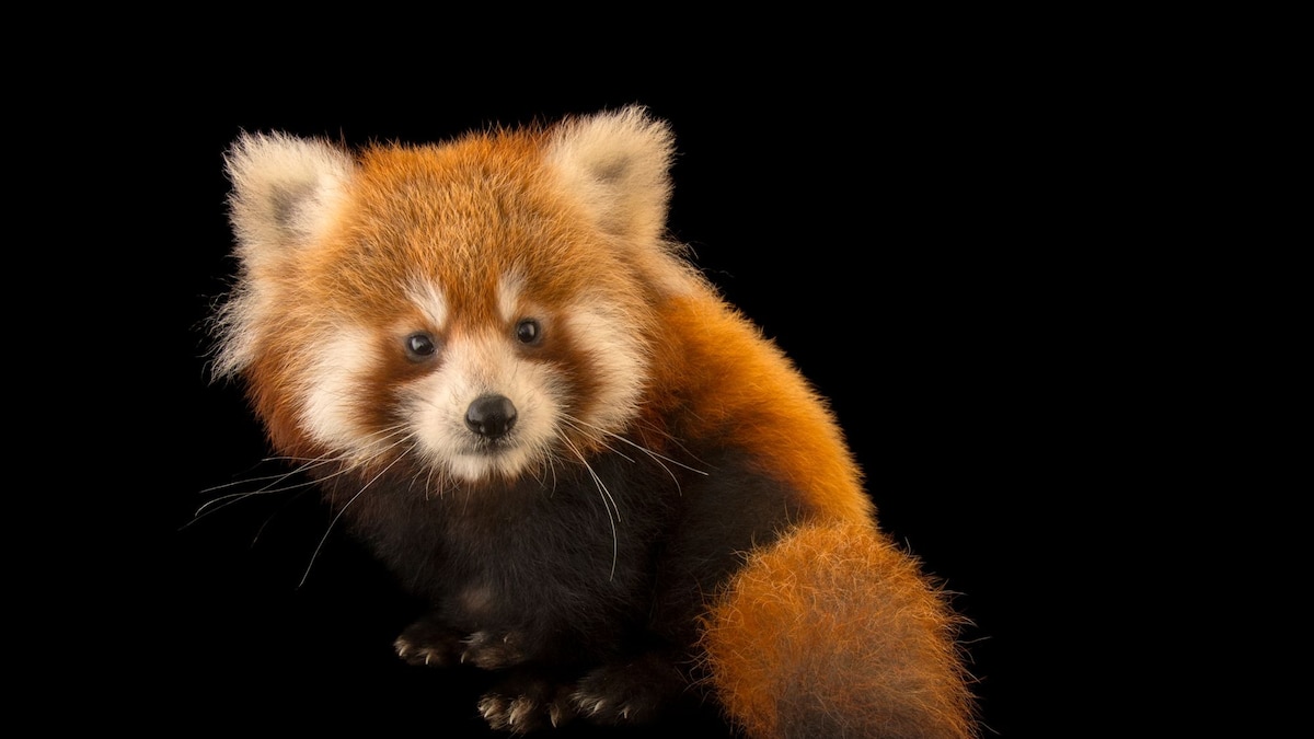 When is a ‘panda’ not a panda—and are any pandas actually bears ...