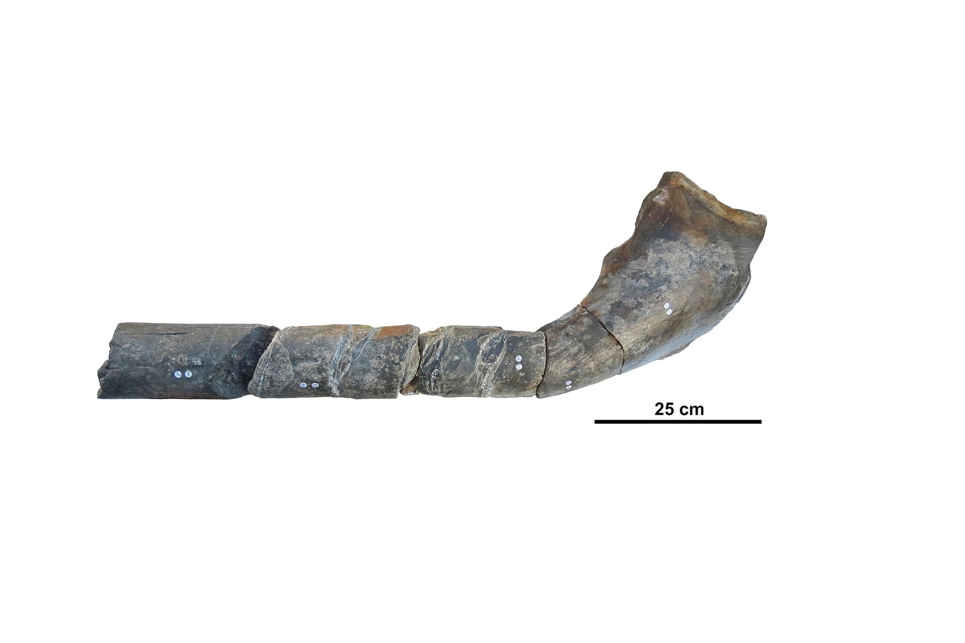New 'Sea Monster' Fossil Found in U.K. May Be Largest Known