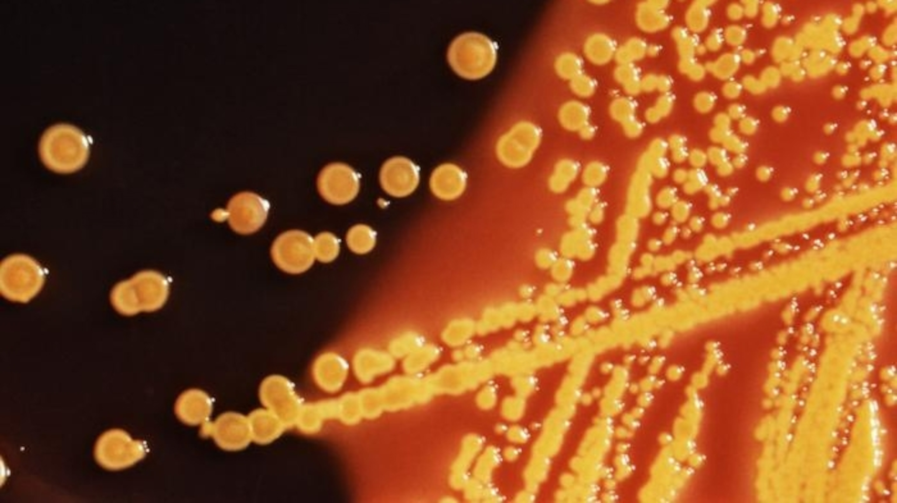 Gut Bacteria Still Get Fed When Hosts Are Too Sick to Eat | National ...