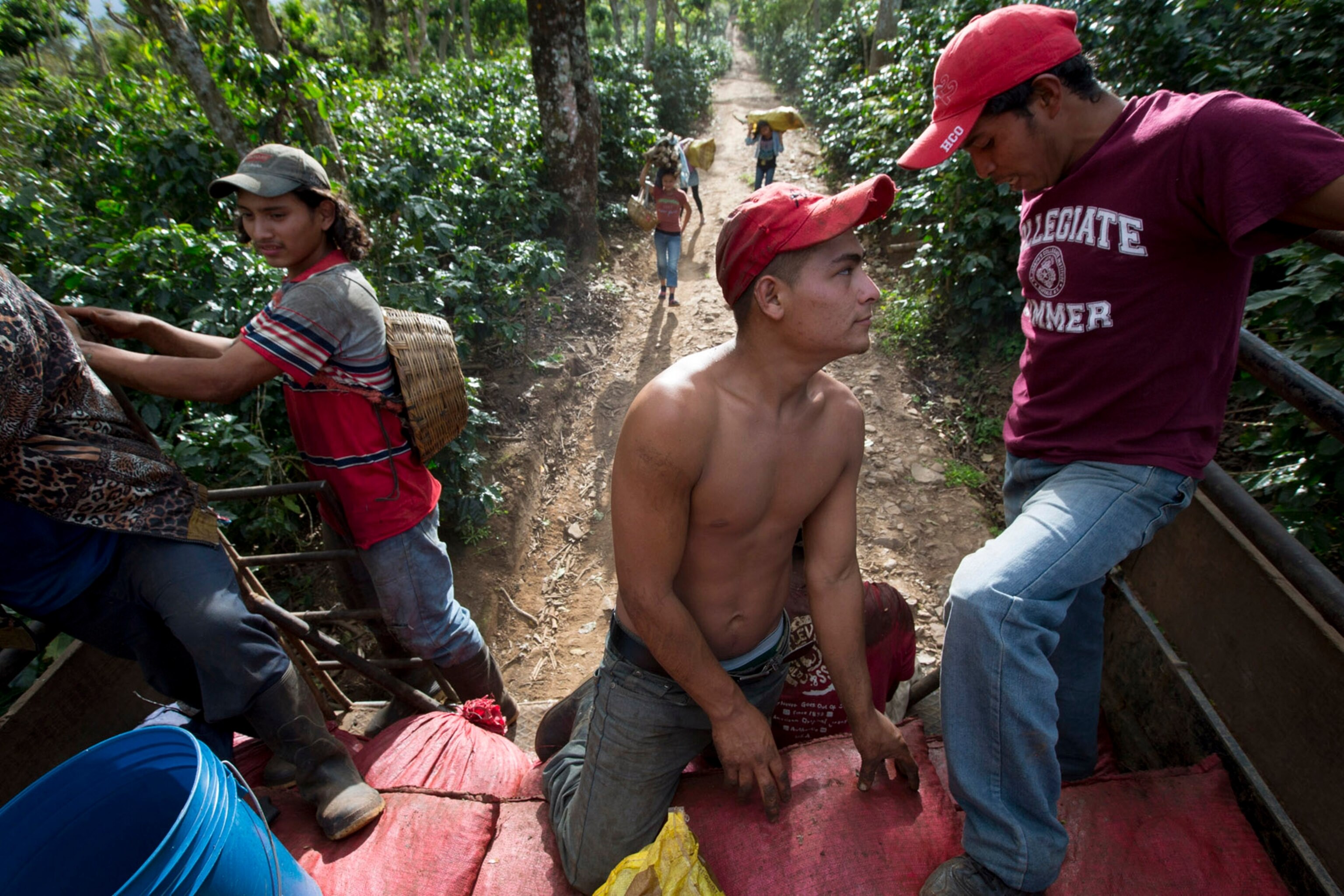 Fungus, Climate Change Threatening Big Part of Global Coffee Supply