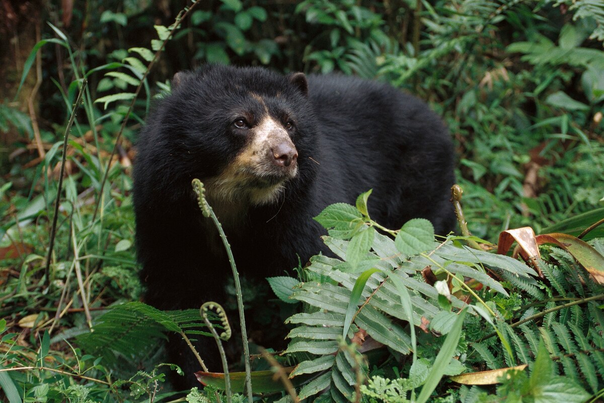 Poaching threatens South America's spectacled bears