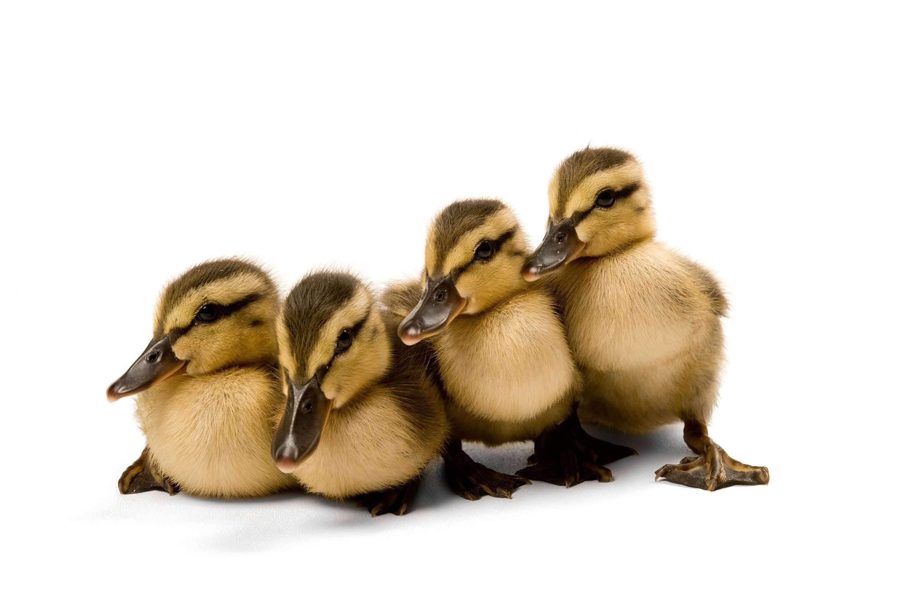 For Donald Duck’s 82nd Birthday, More Ducks Without Pants