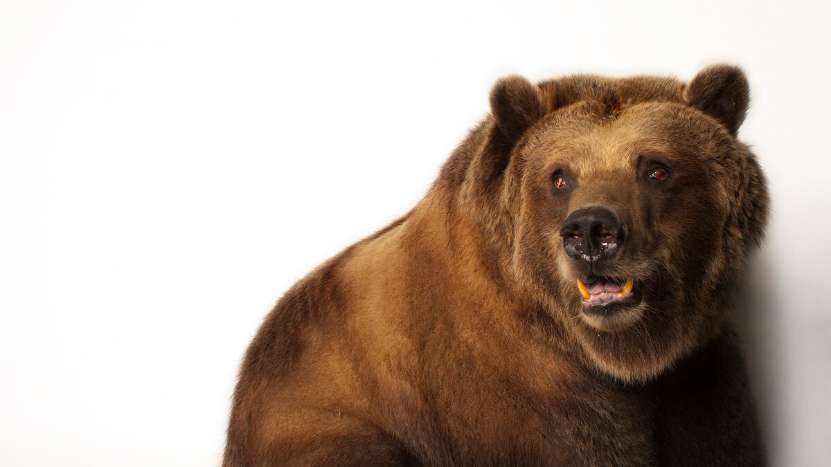 These Iconic Animals Could Again Be Hunted in Alaska's Refuges ...