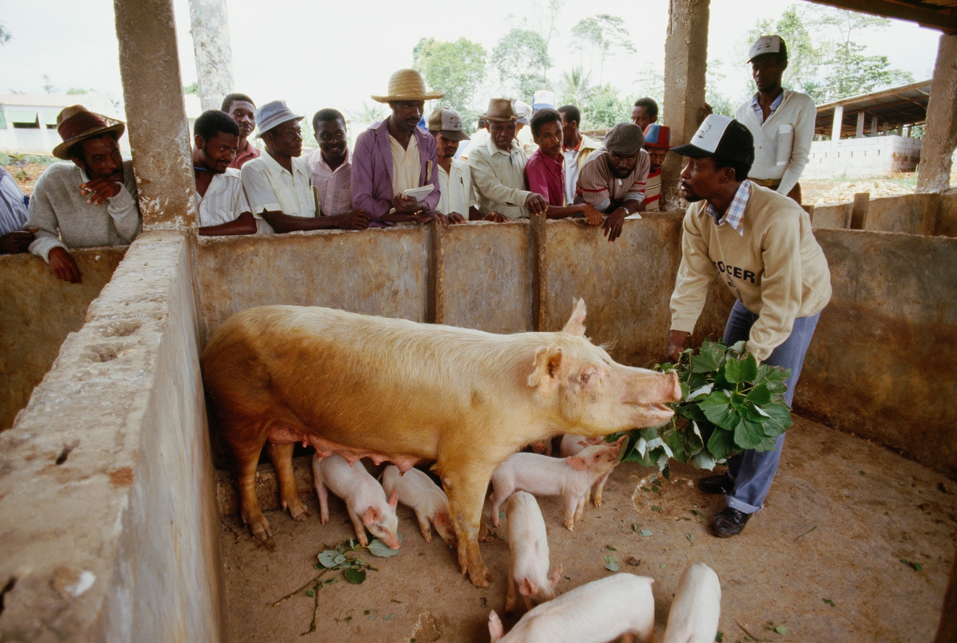Our Swine, Ourselves: ‘Pig Tales’ About How We Treat ‘Lesser Beasts ...