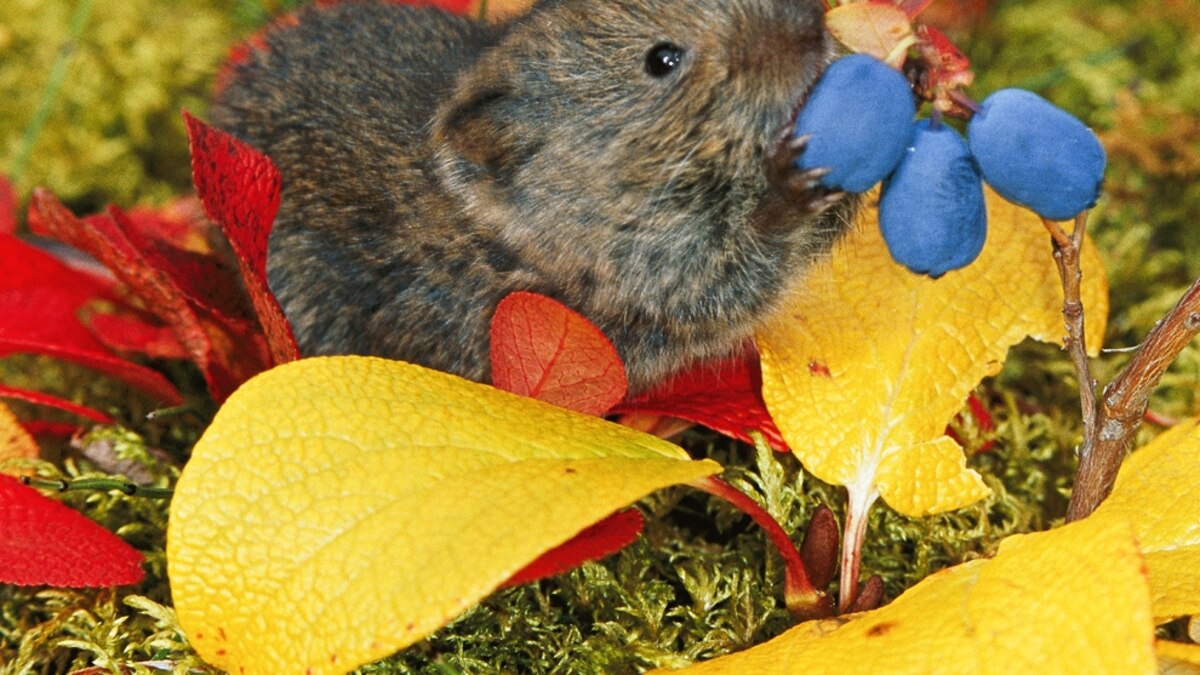 Siberians Raided Rodent Caches for Food | National Geographic