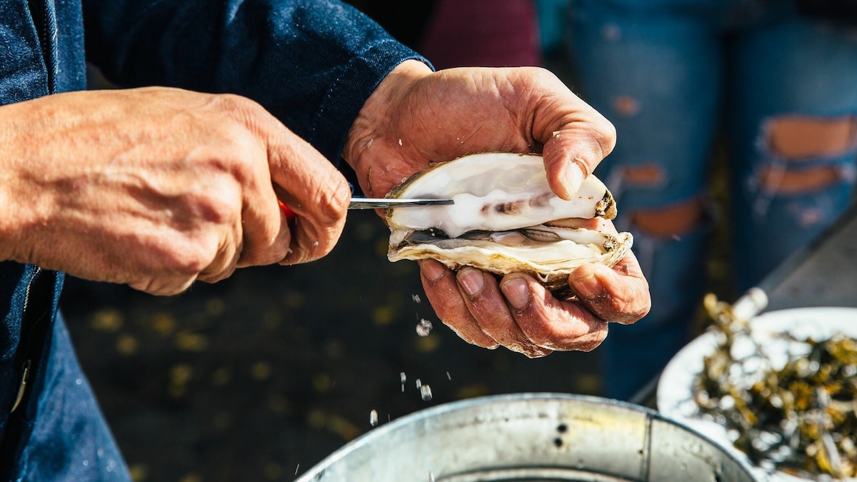 Meet the maker: the oyster king of Denmark | National Geographic
