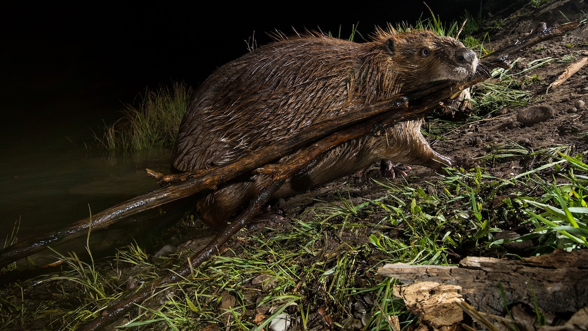How coastal beavers are helping salmon recover in Washington | National ...