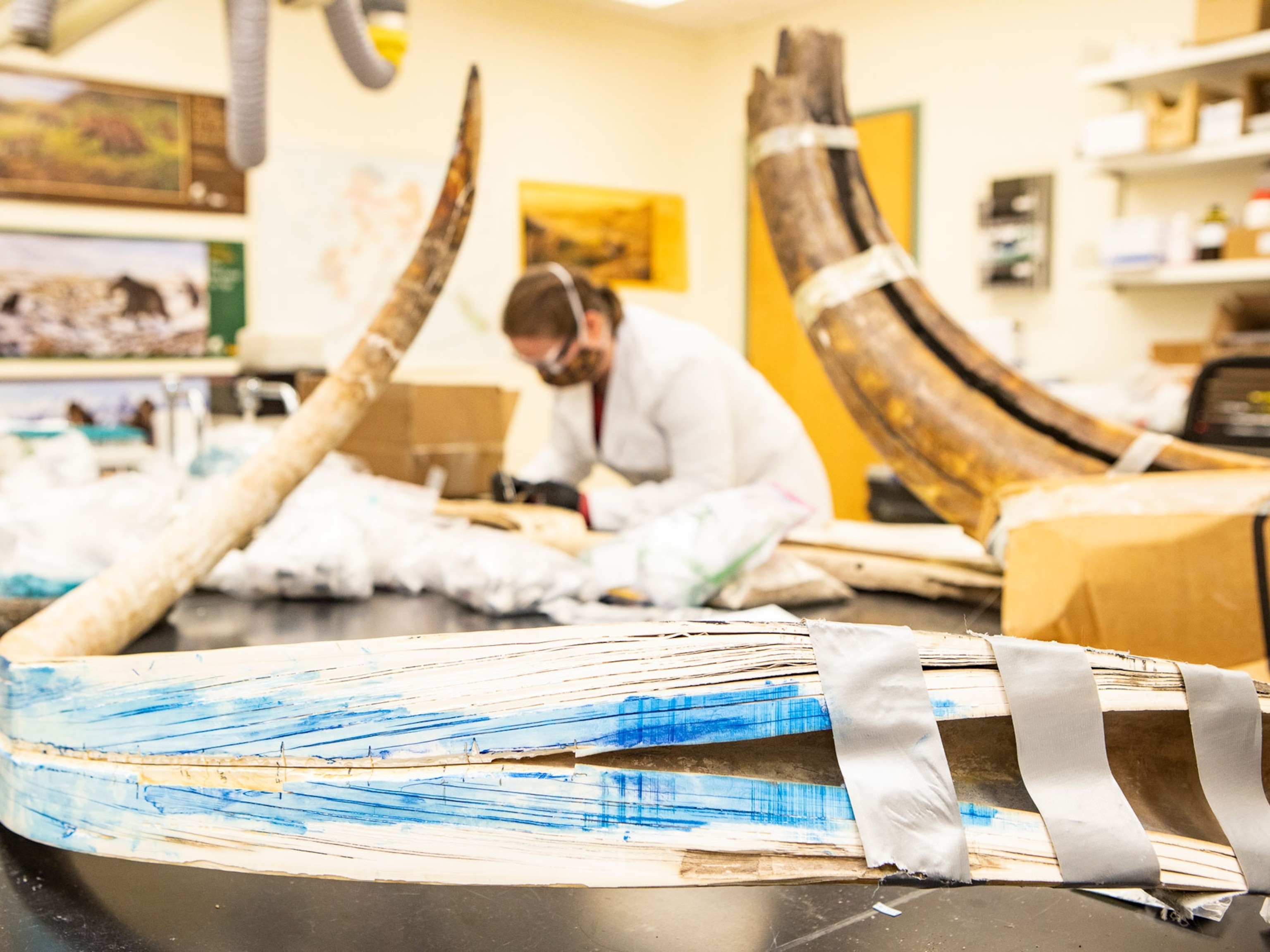 Mammoth Tusks