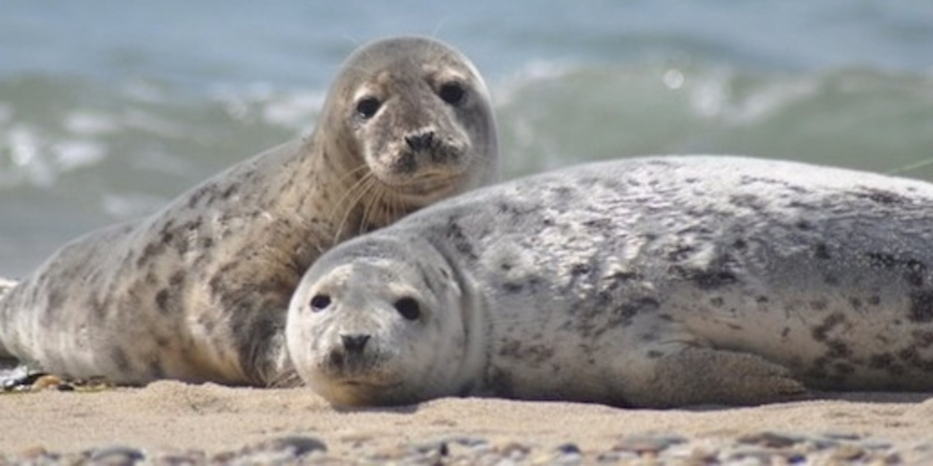 Nature's Latest Flu Experiment: My Story in Today's New York Times On A ...