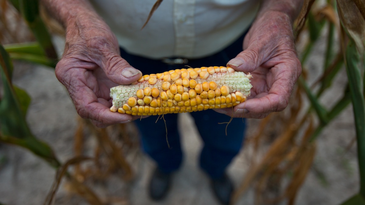 Finding the Reasons for the 2012 Drought | National Geographic