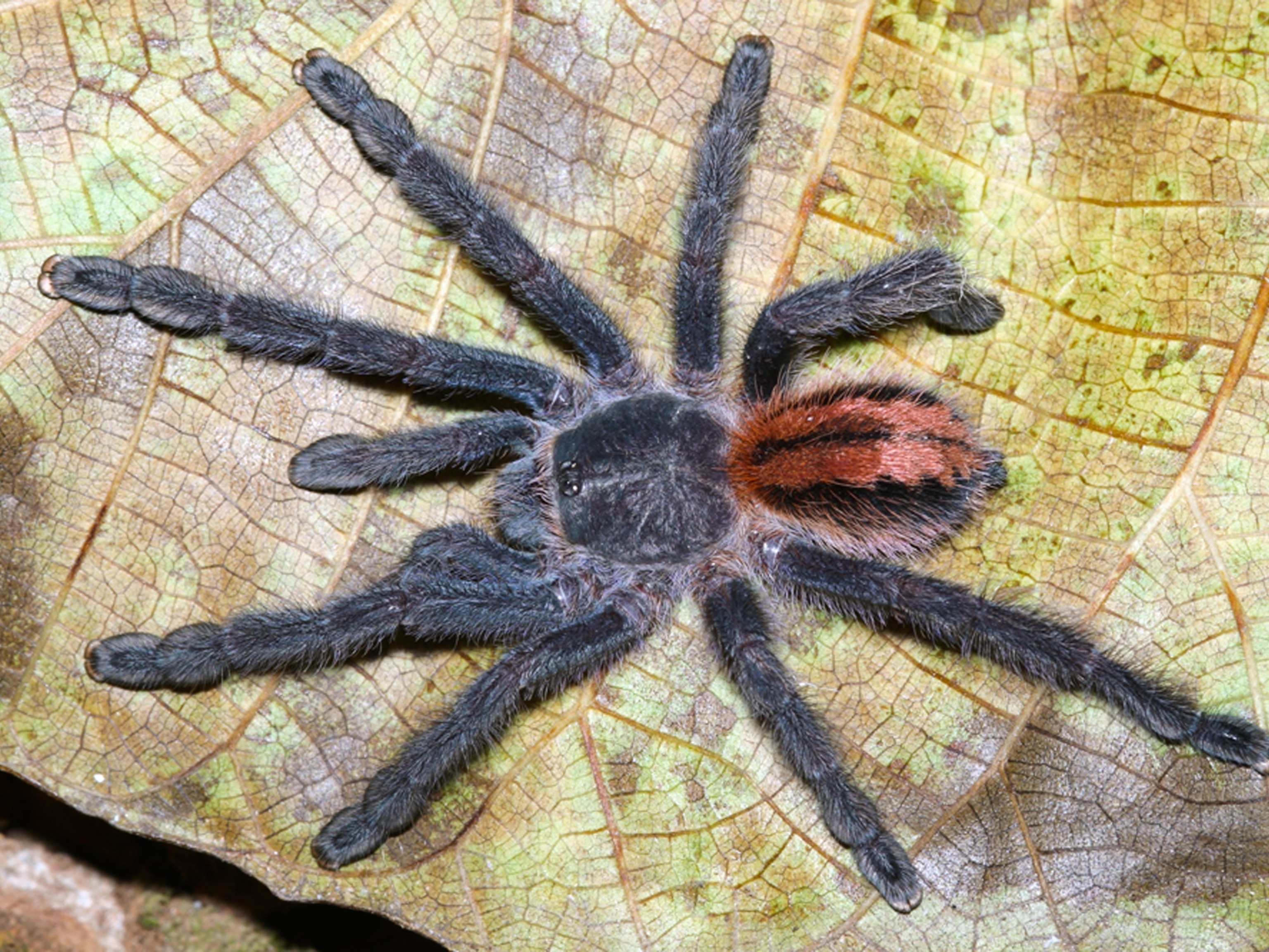 Tarantula Pictures: Colorful New Species Discovered
