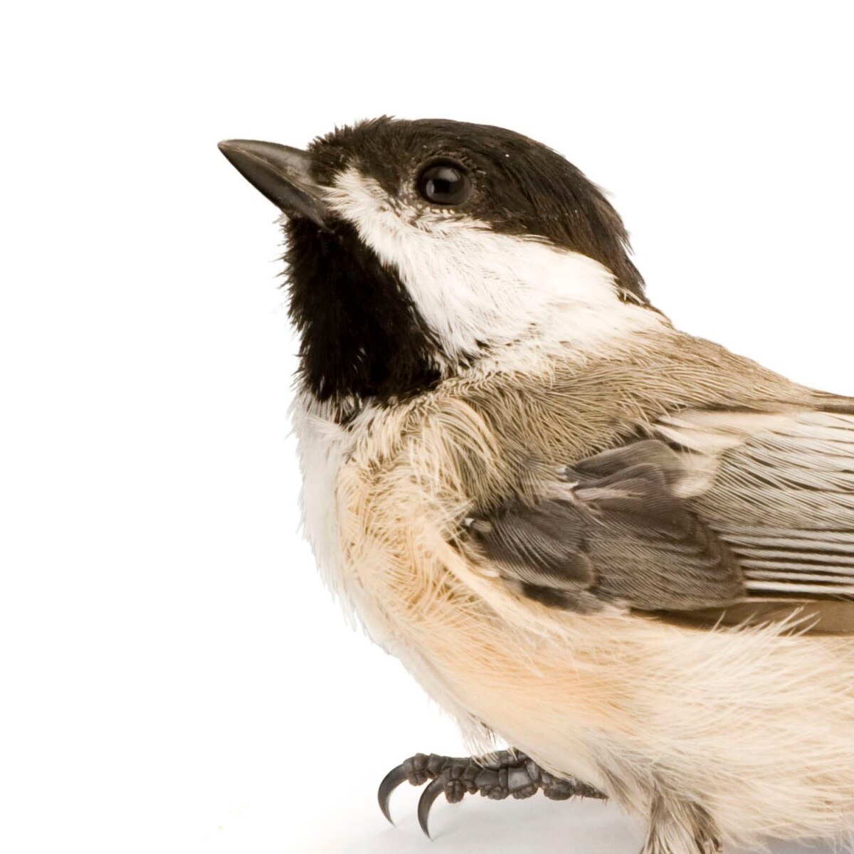 Black-Capped Chickadee | National Geographic