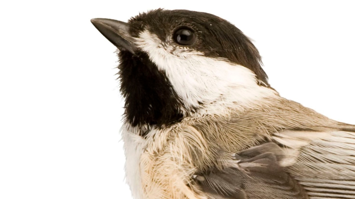 Black-Capped Chickadee | National Geographic | National Geographic