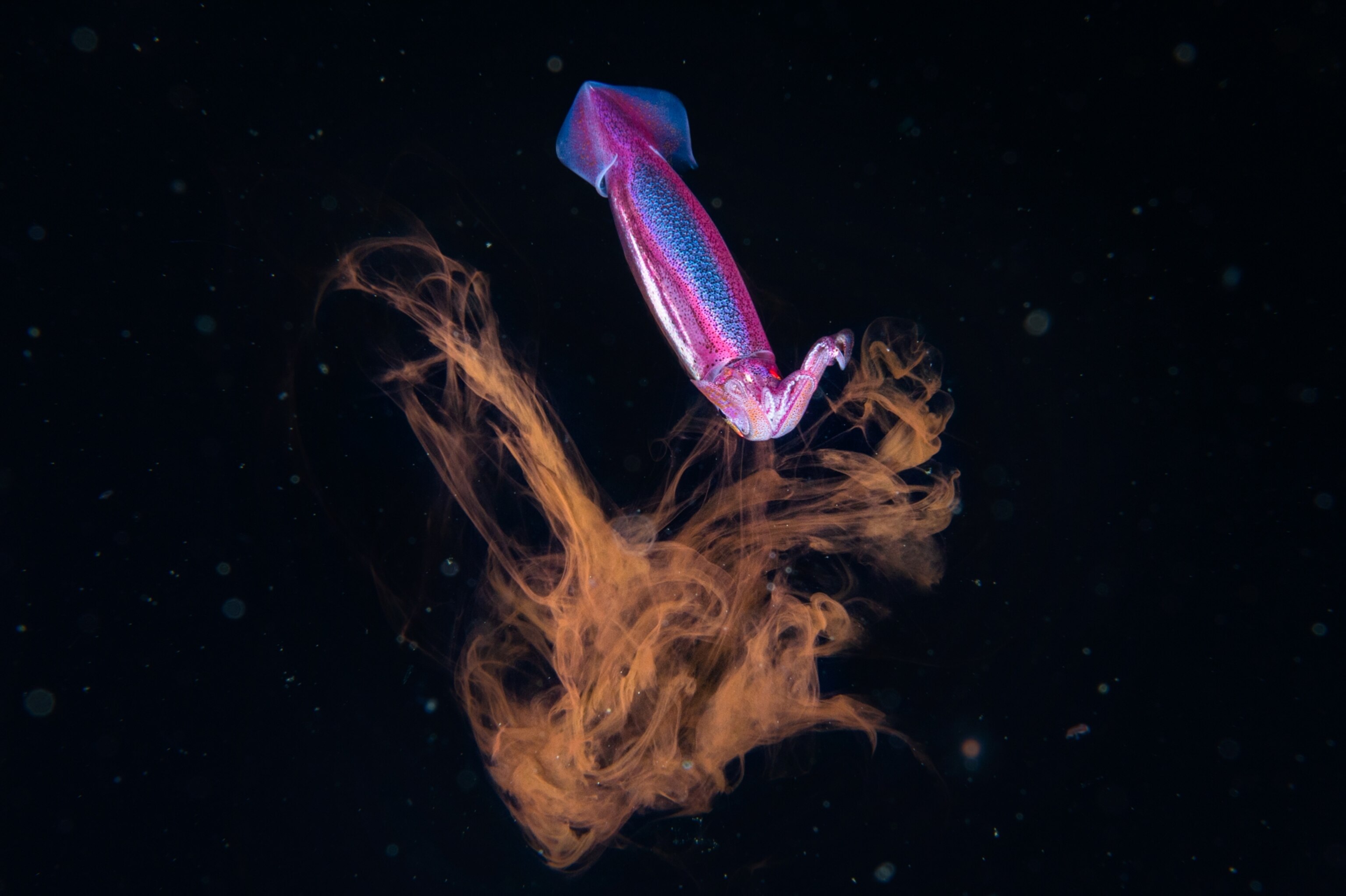 Meet the creatures of the deep, dark sea
