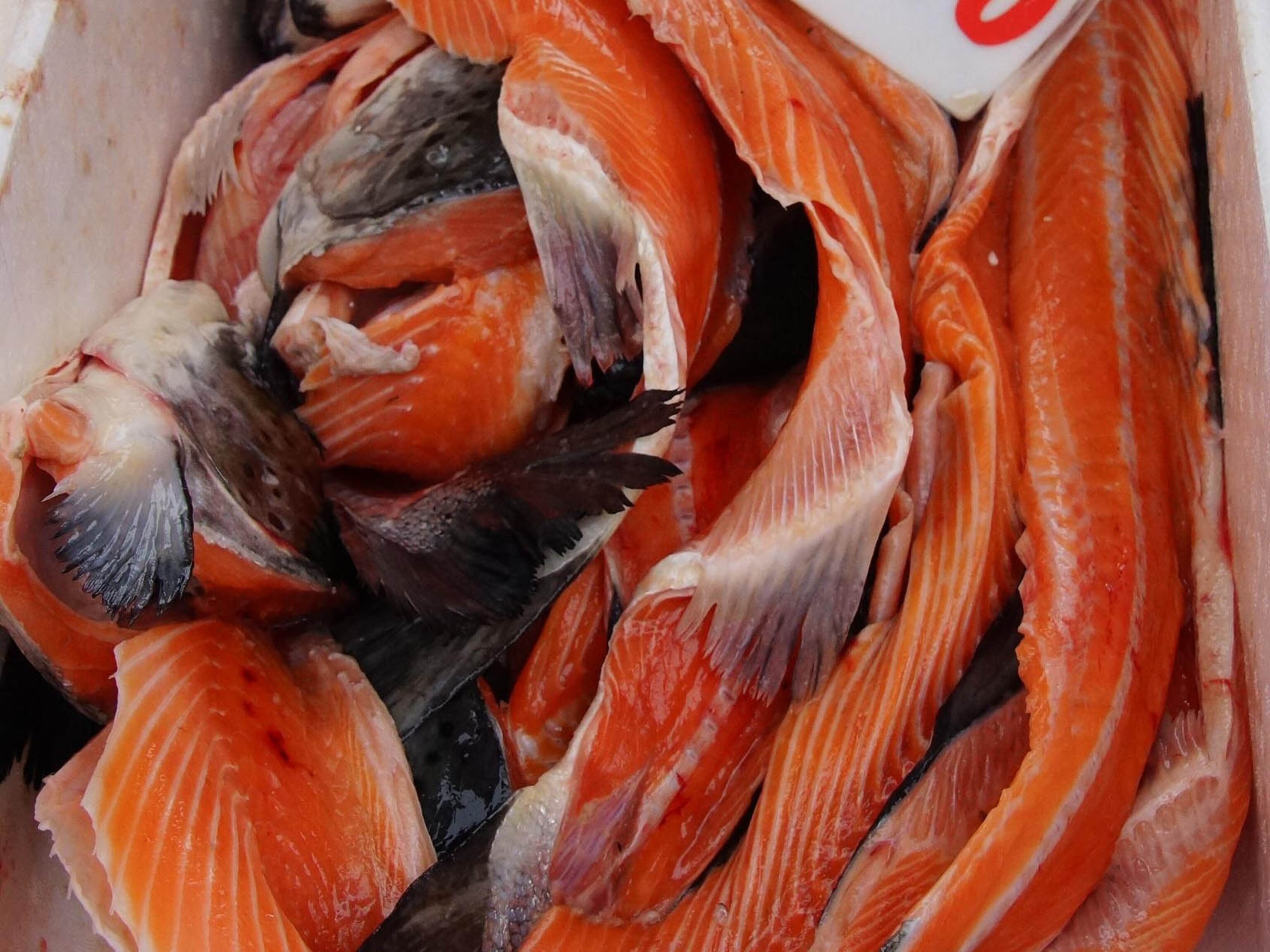 Turning Waste Into Wallets, One Salmon Skin at a Time