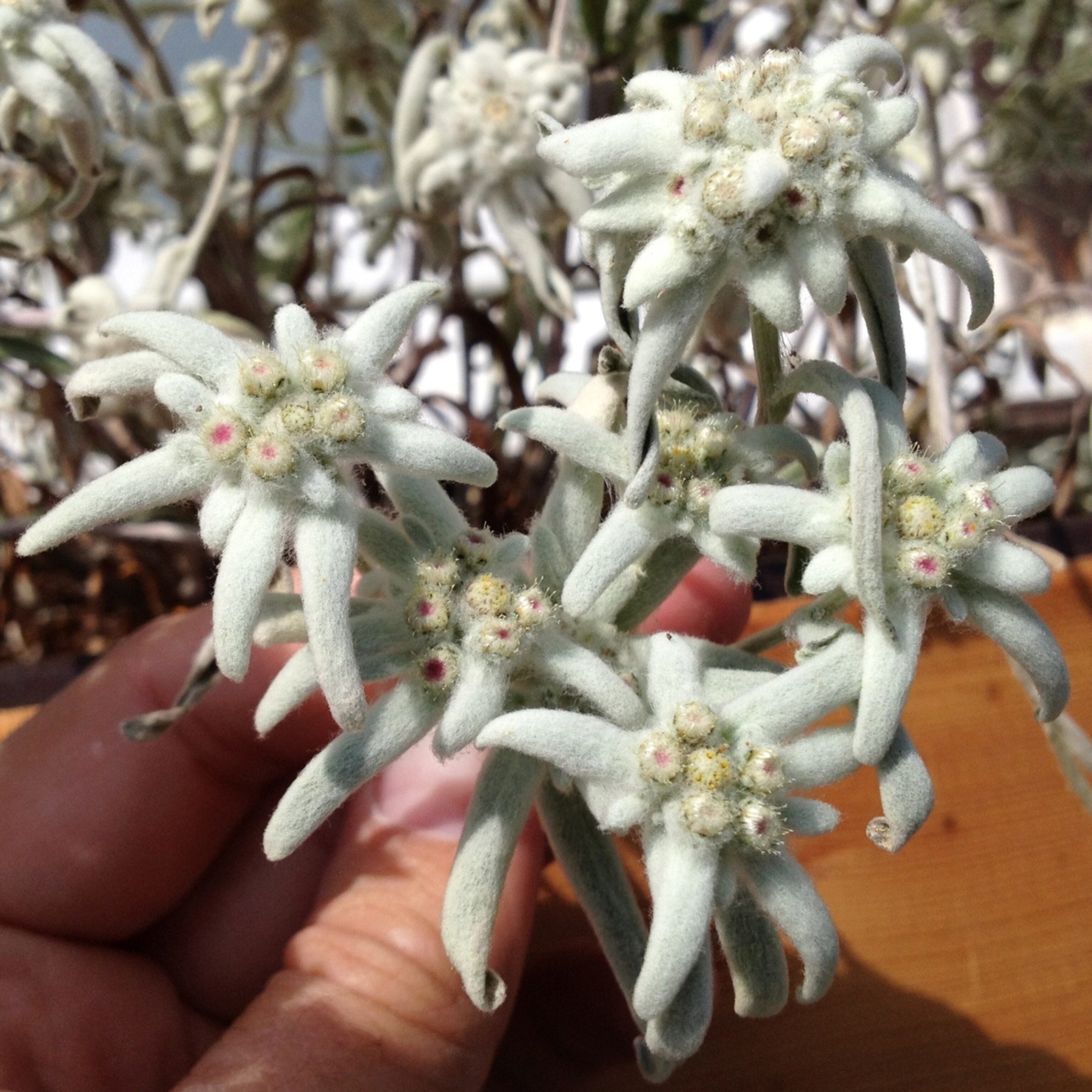 My Favorite Swiss Flower