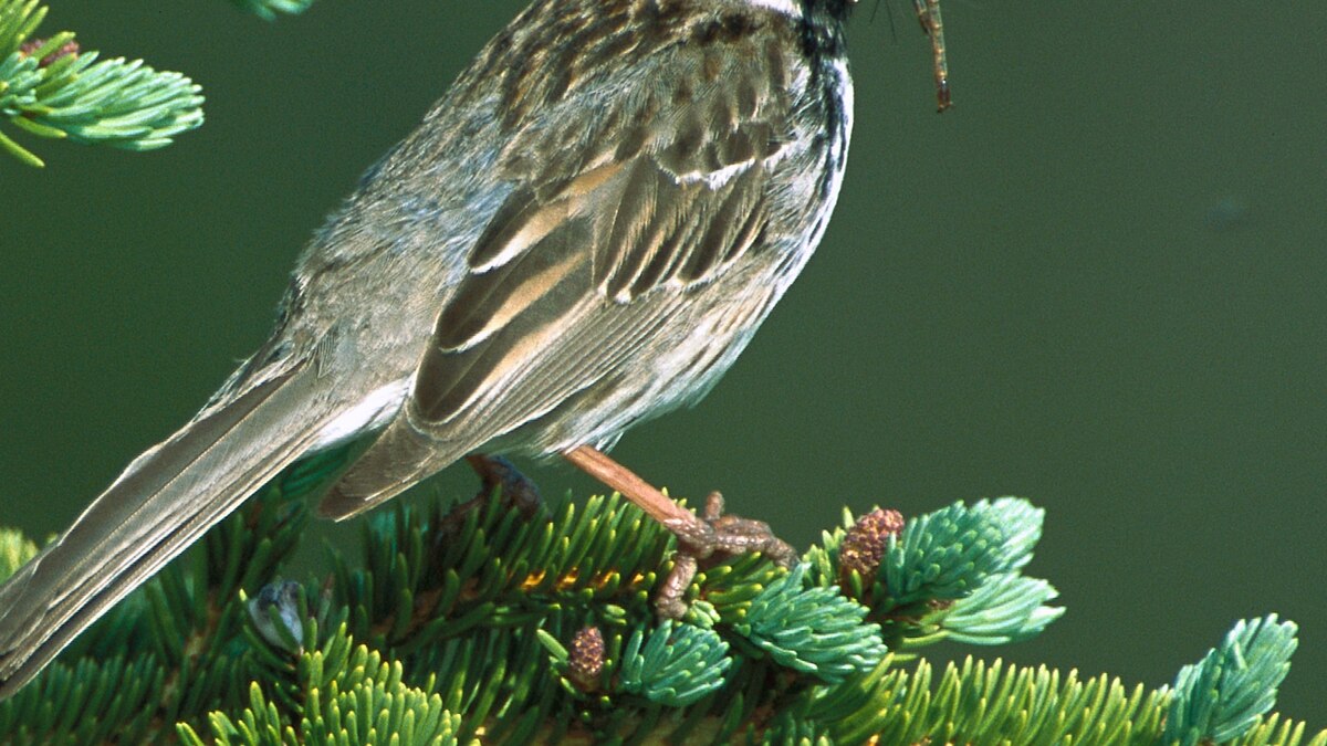 Harris’s Sparrows | National Geographic