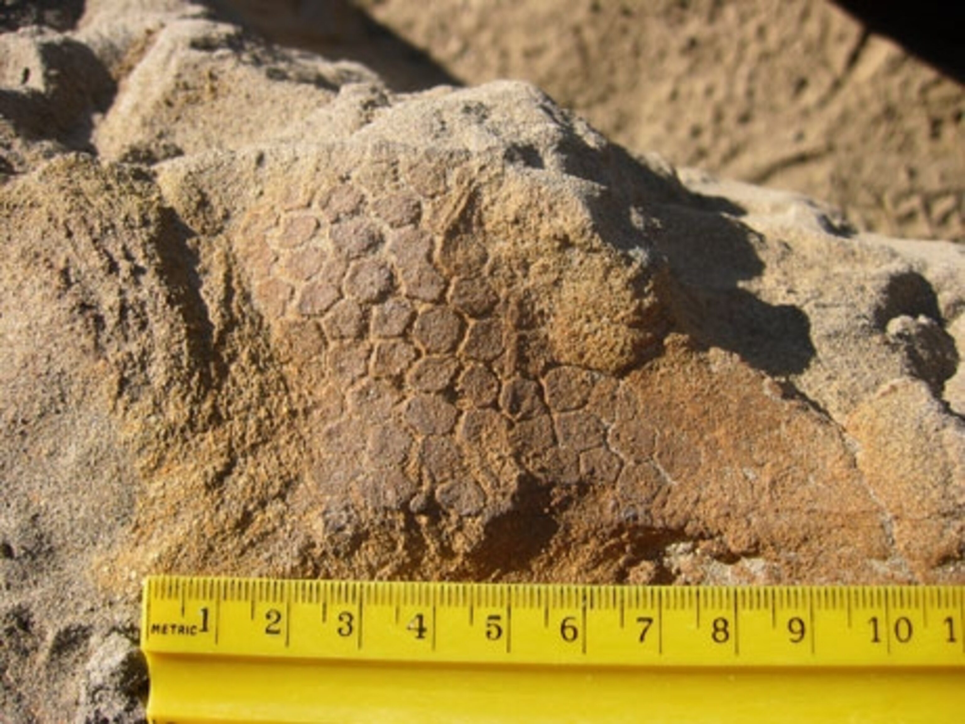 "Dinosaur Mummy" Found; Has Intact Skin, Tissue