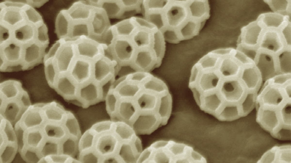 These Microscopic Balls Protect Insects From Their Own Waste | National ...