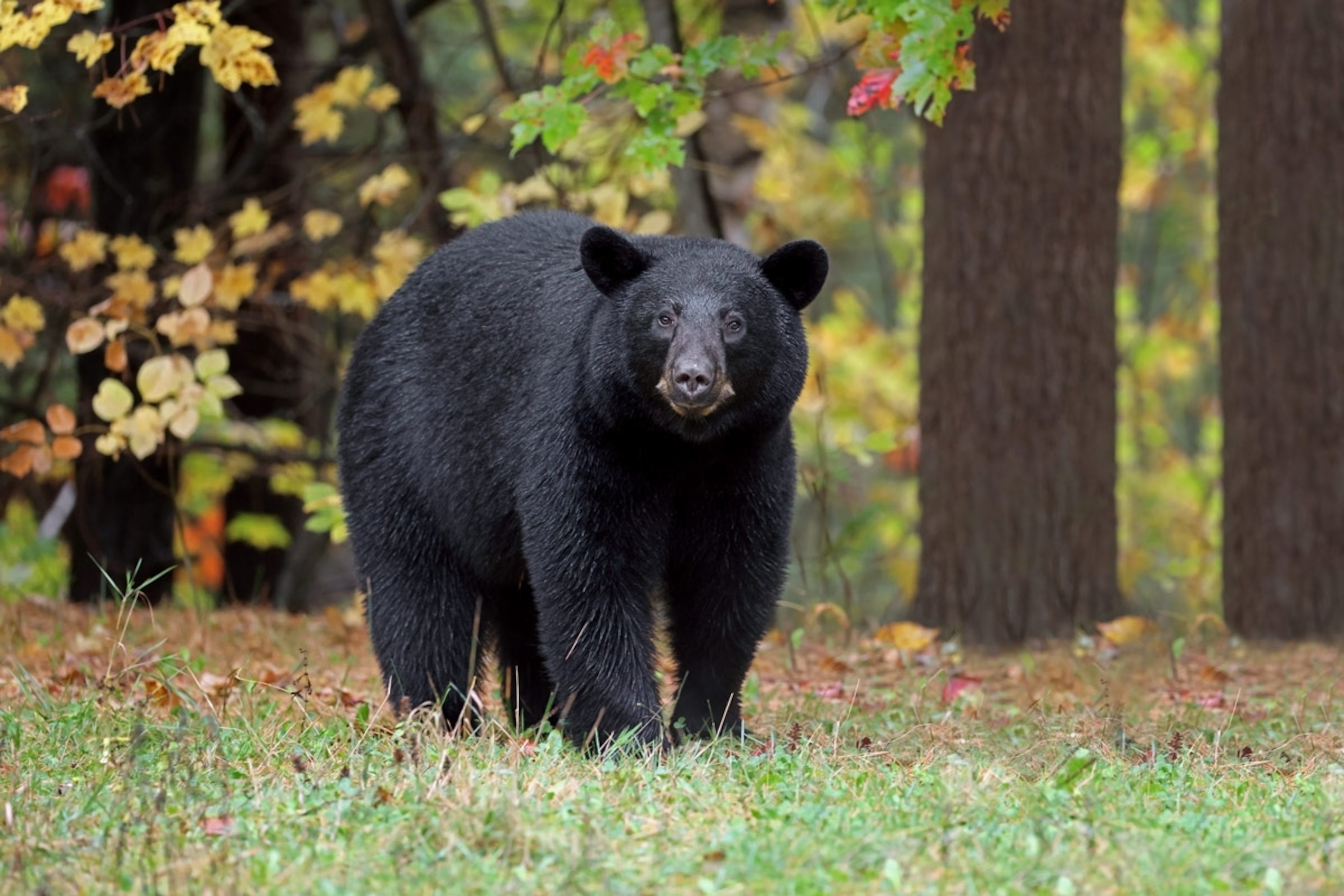 Show kids the secret lives of animals this fall