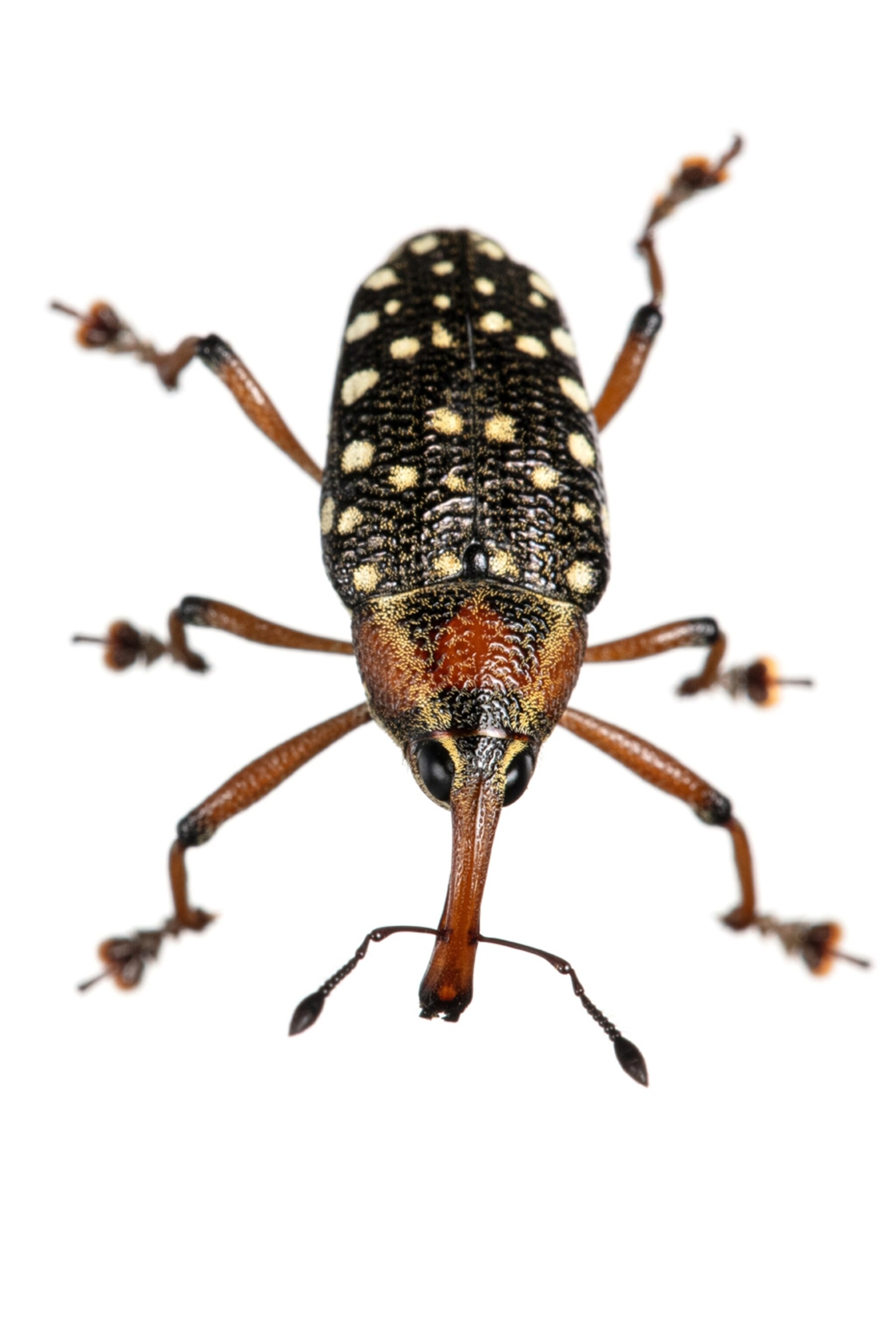 Where have all the insects gone?