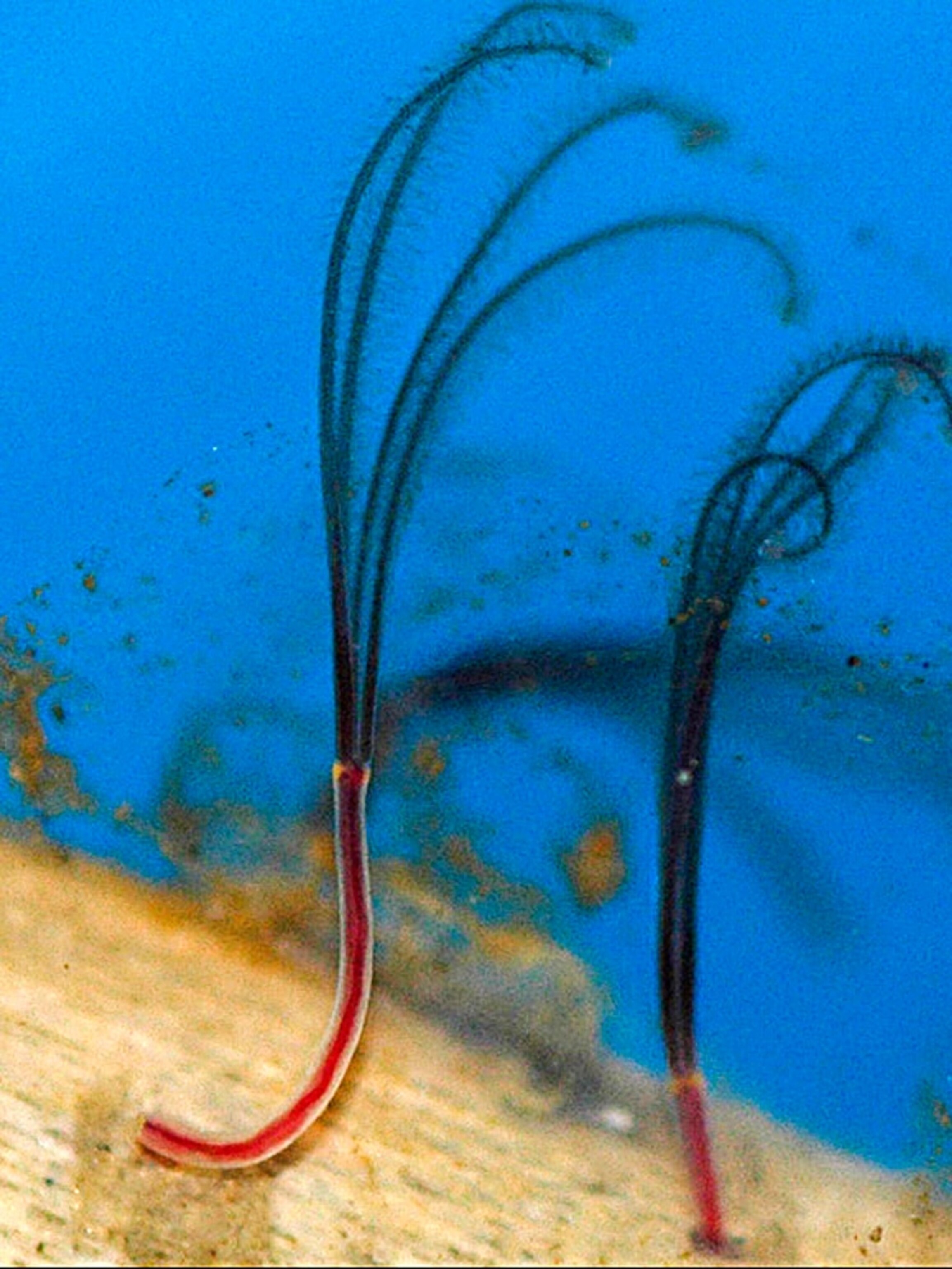 New Species of Naked Bone-Eating Worms in Antarctica