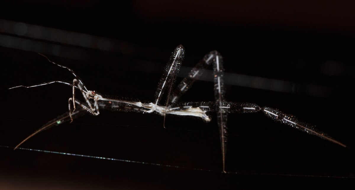 Giraffe Assassin Bugs Catch Spiders by Dampening Web Vibrations